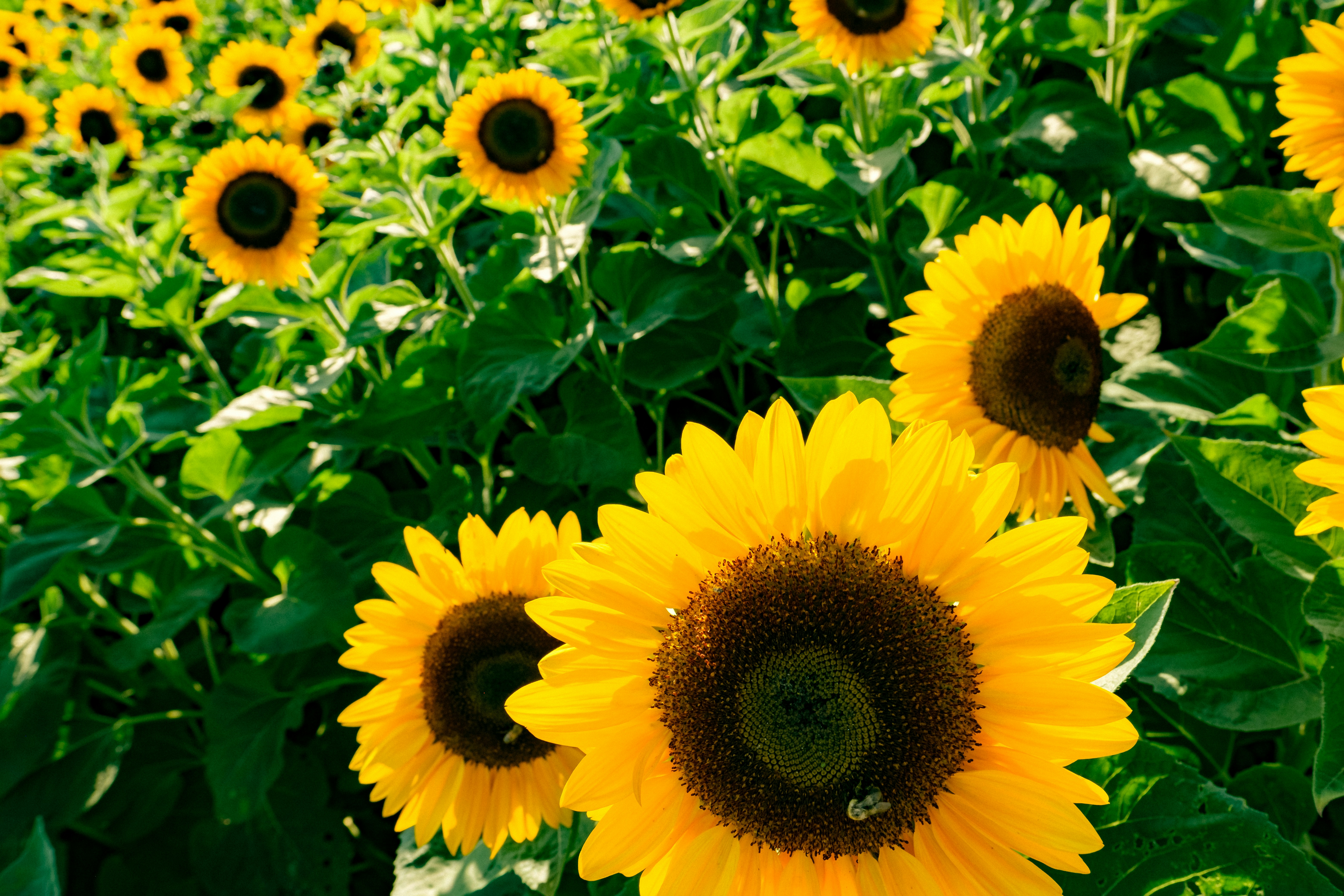 A group of sunflowers photo – Free Sunflower Image on Unsplash