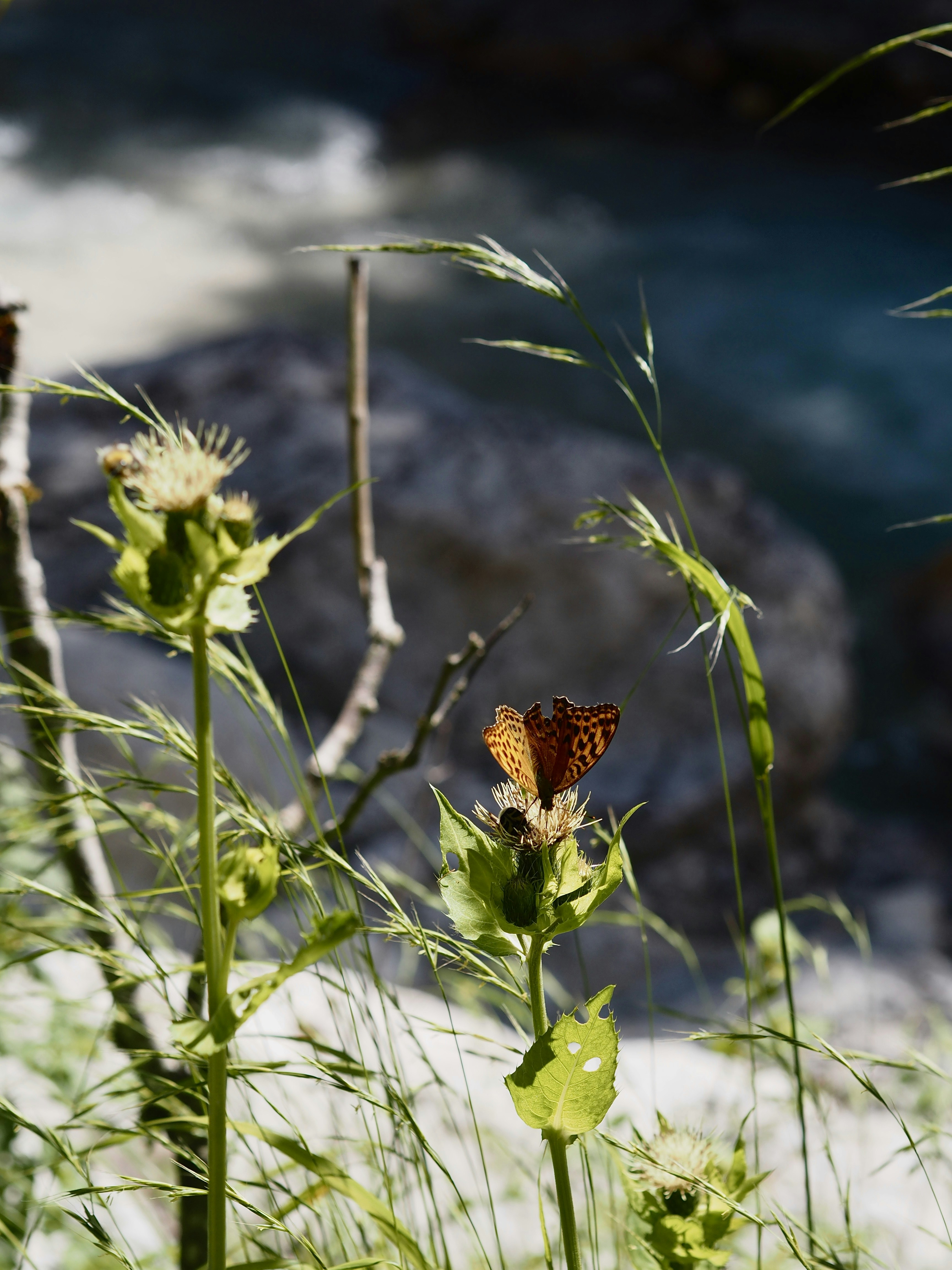Amber-winged Butterfly on a Thistle by the Riverbank