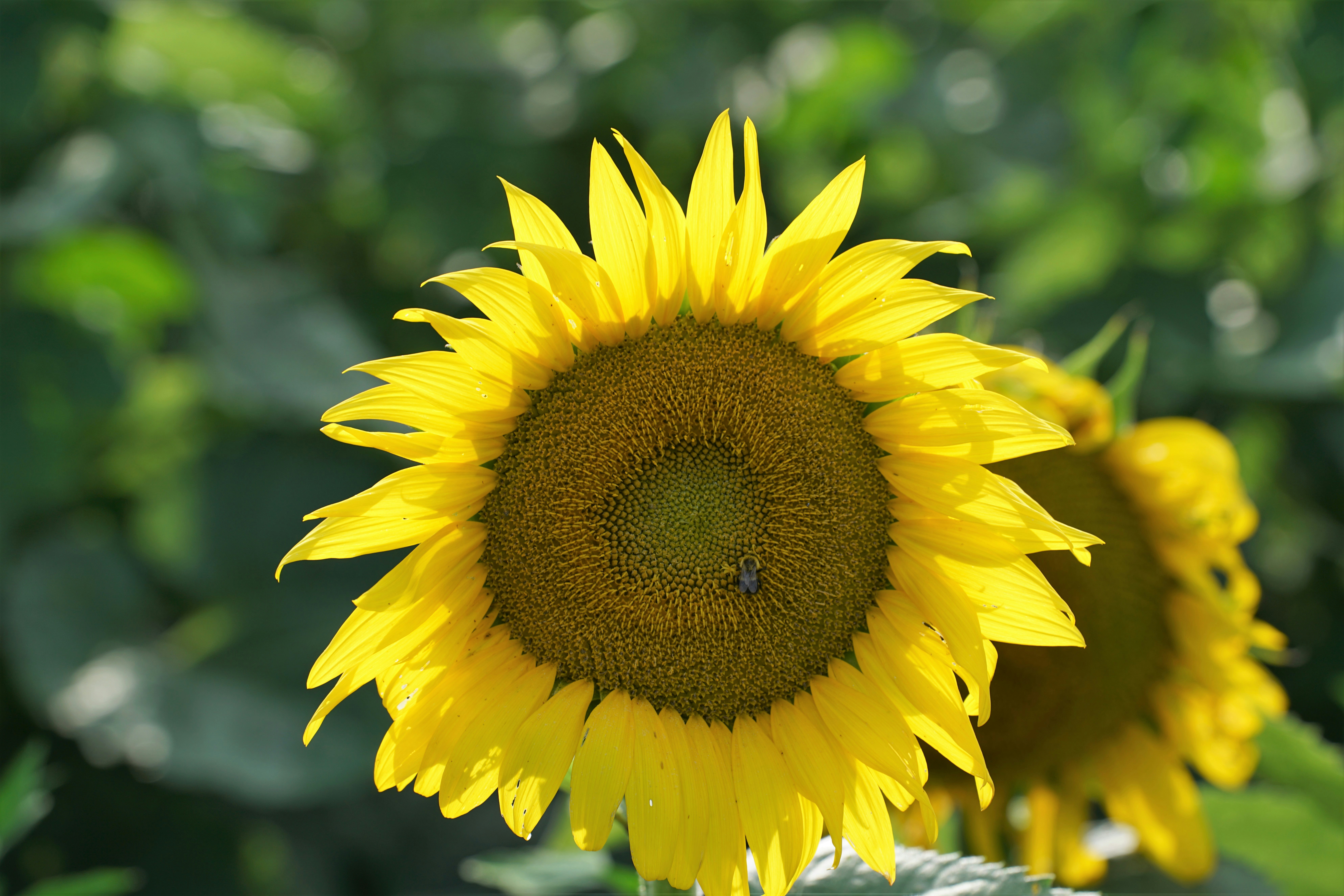 A bee on a sunflower along a country road side.
