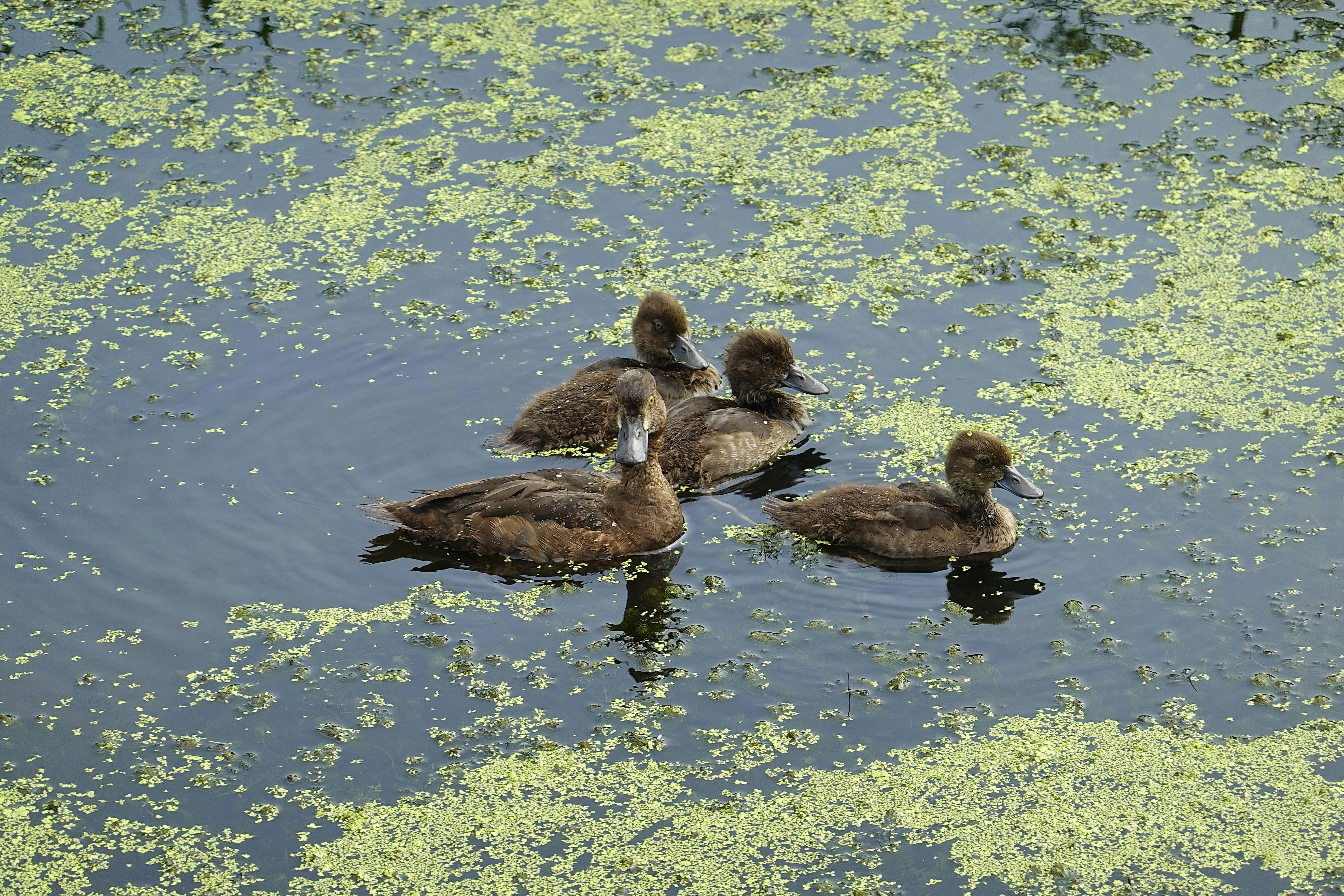 Three Ducklings and a Mother Glide Through a Green-Scaled Pond