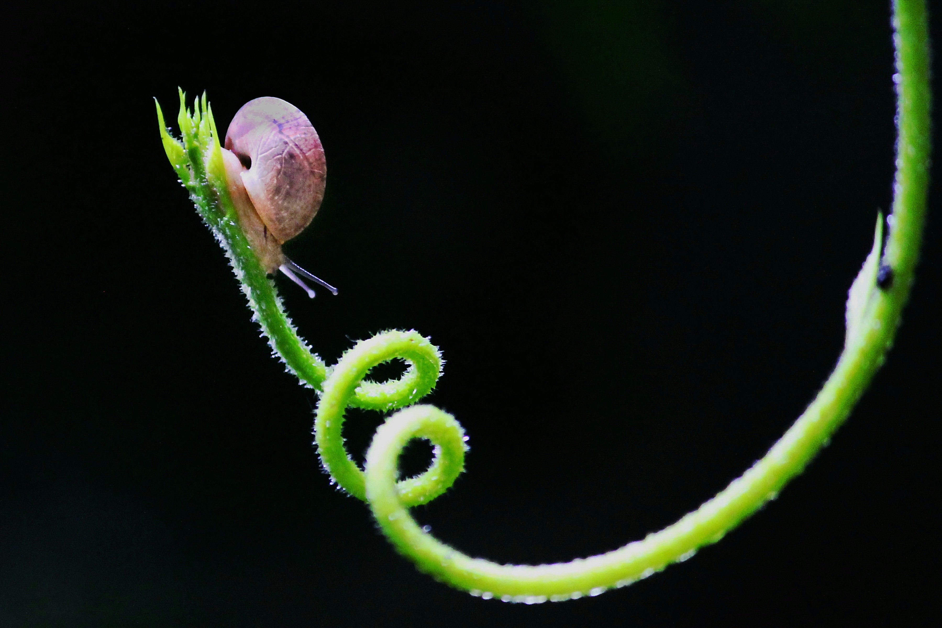A little snail is rolling down from a plant.
