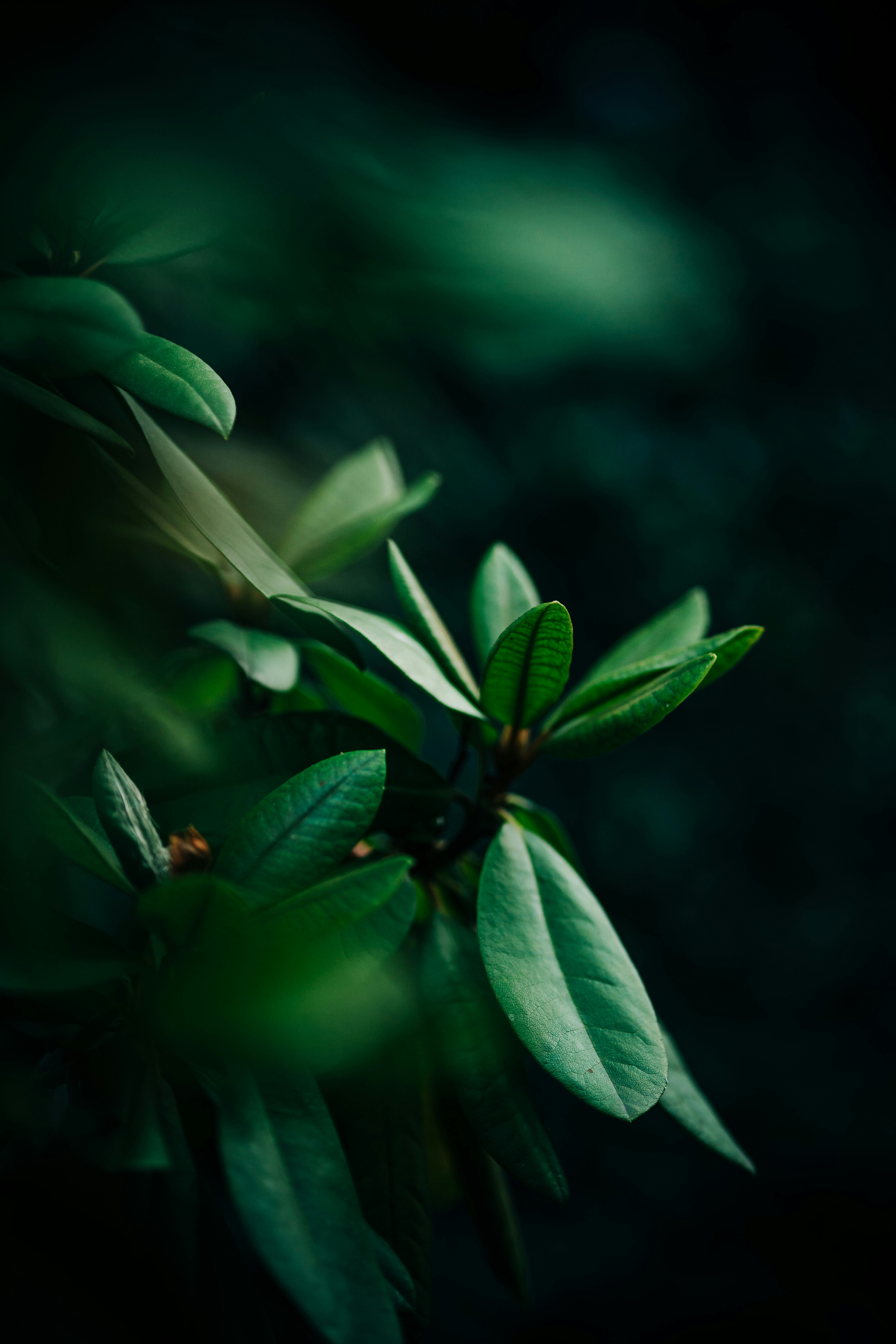 Close-up of vibrant green leaves softly illuminated against a dark backdrop, showcasing intricate textures and natural beauty.