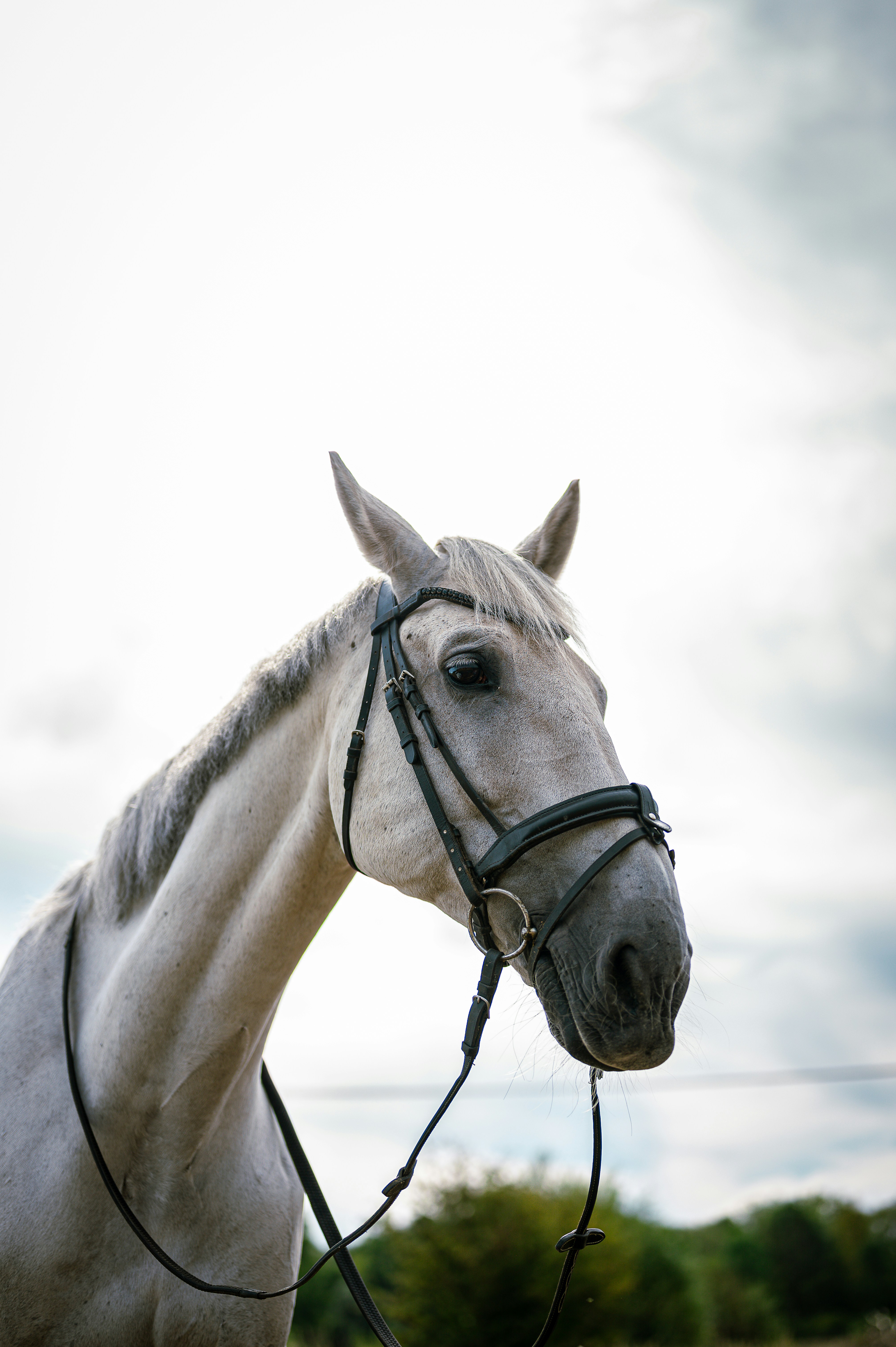 Foto Un caballo con cabestro – Imagen Animal gratis en Unsplash