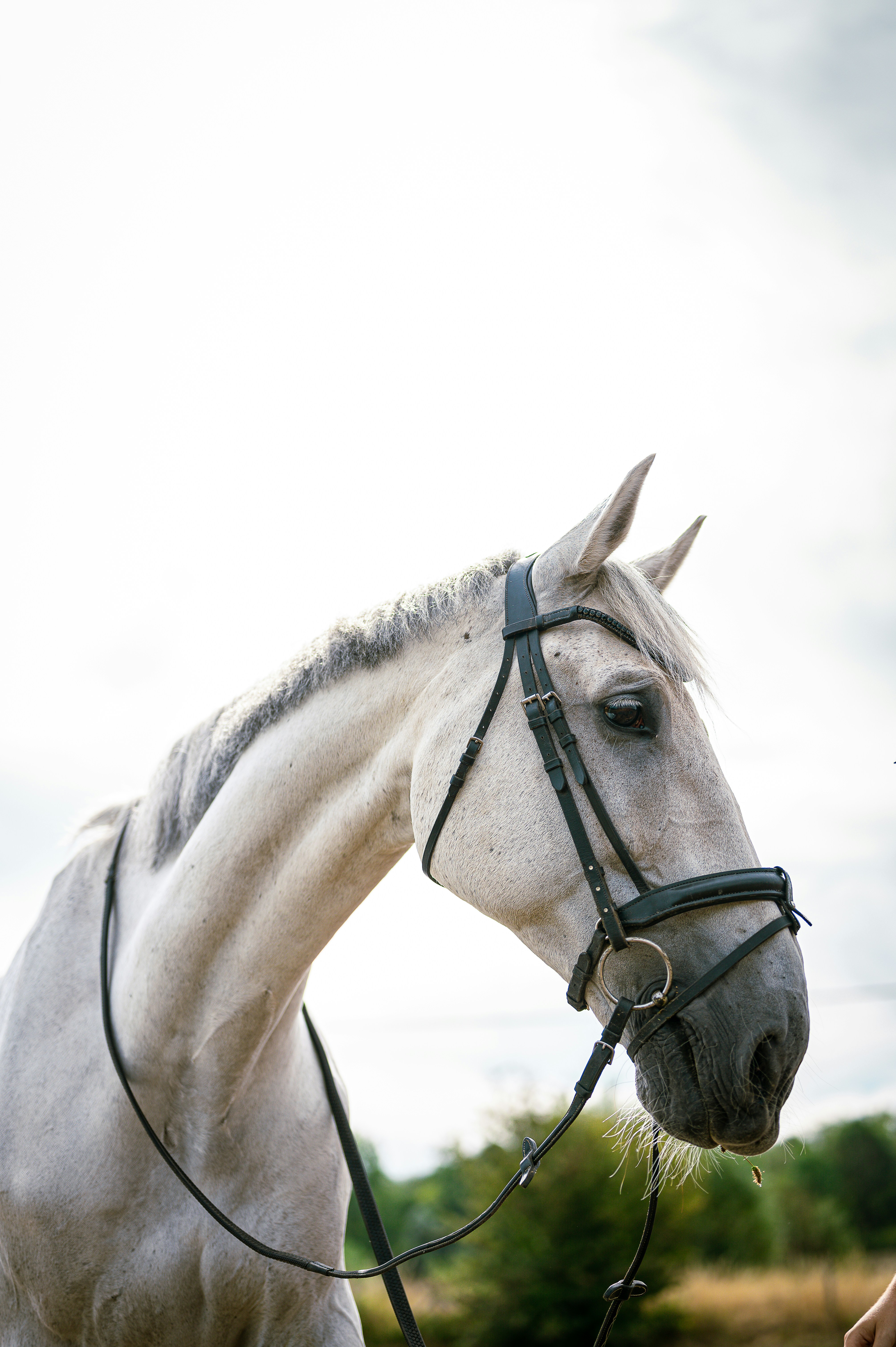 A white horse with a bridle gazes thoughtfully, framed against a bright sky, showcasing its majestic features and serene demeanor.