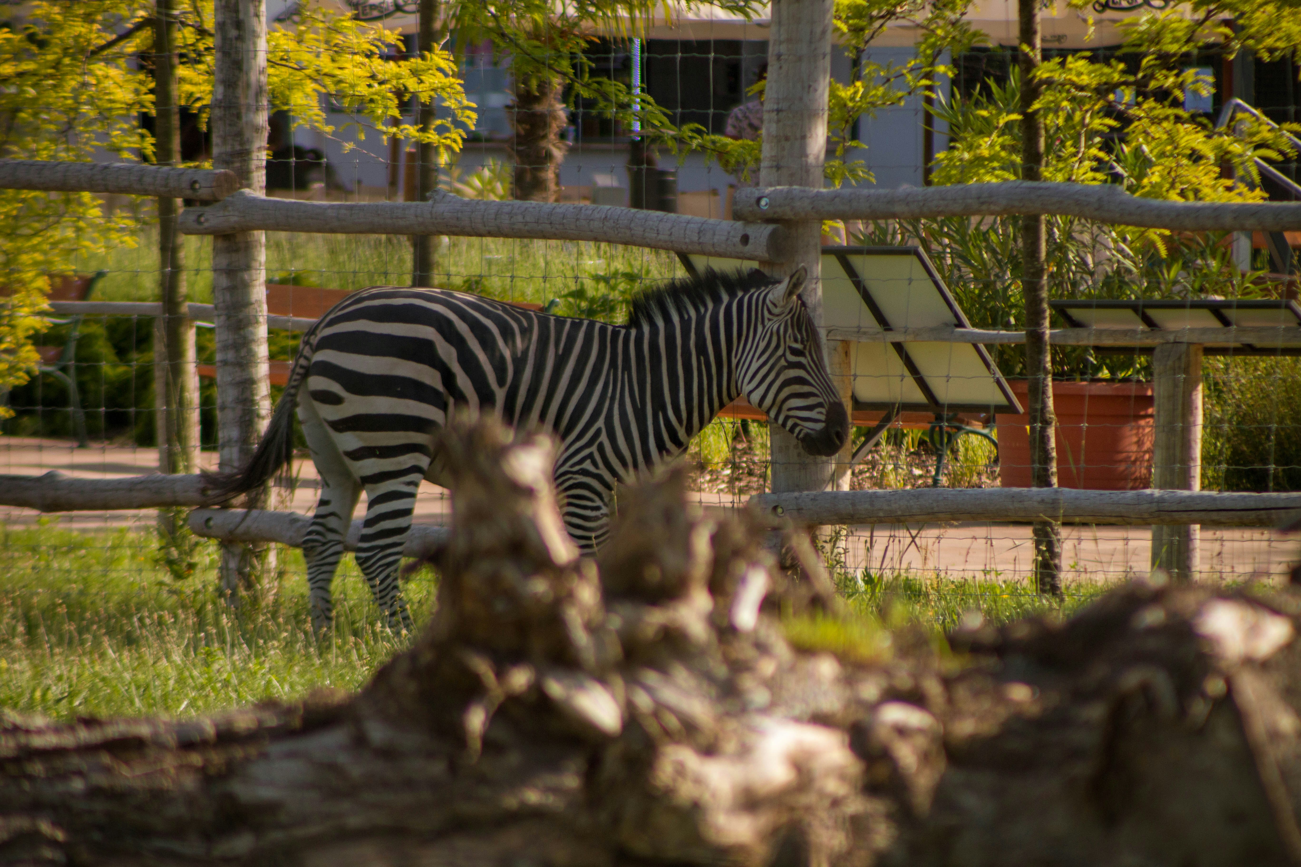A zebra in a zoo exhibit photo – Free Győr Image on Unsplash
