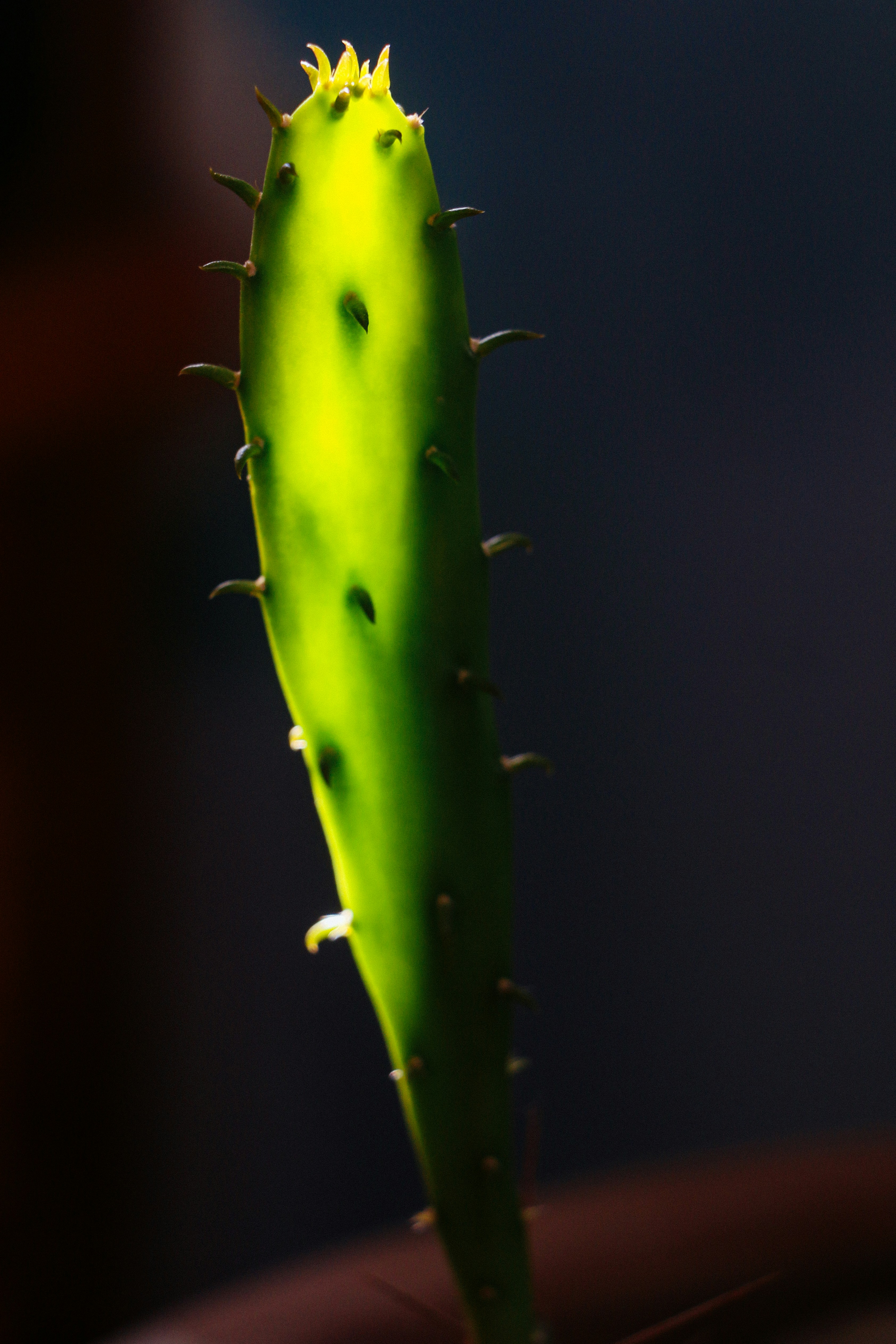 Une feuille verte avec un fond noir photo – Photo Syaplu Besi Gratuite ...