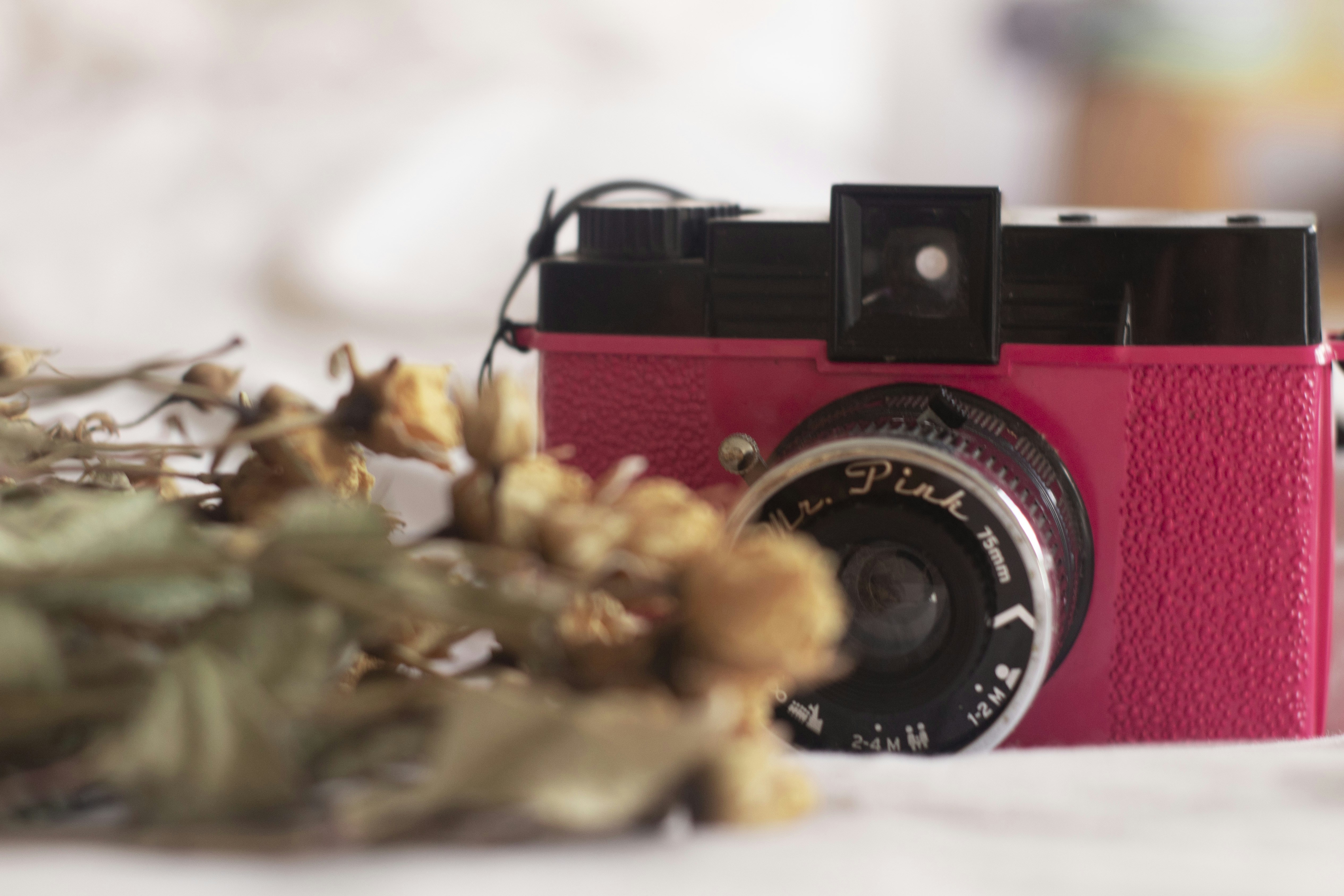 Petal-Soft Pink Snapper: A Vintage Camera Surrounded by Dried Blooms