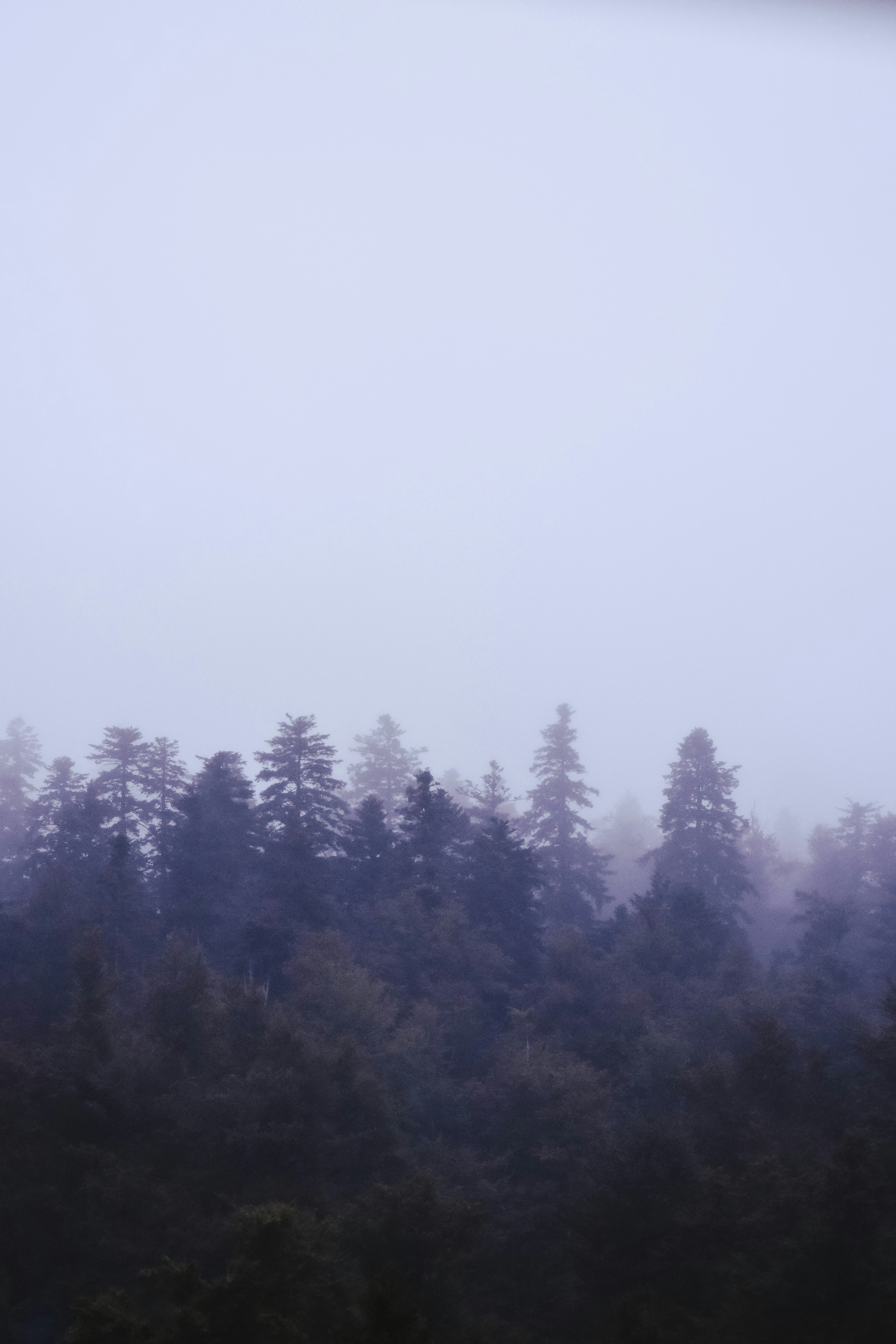 Foggy forest background