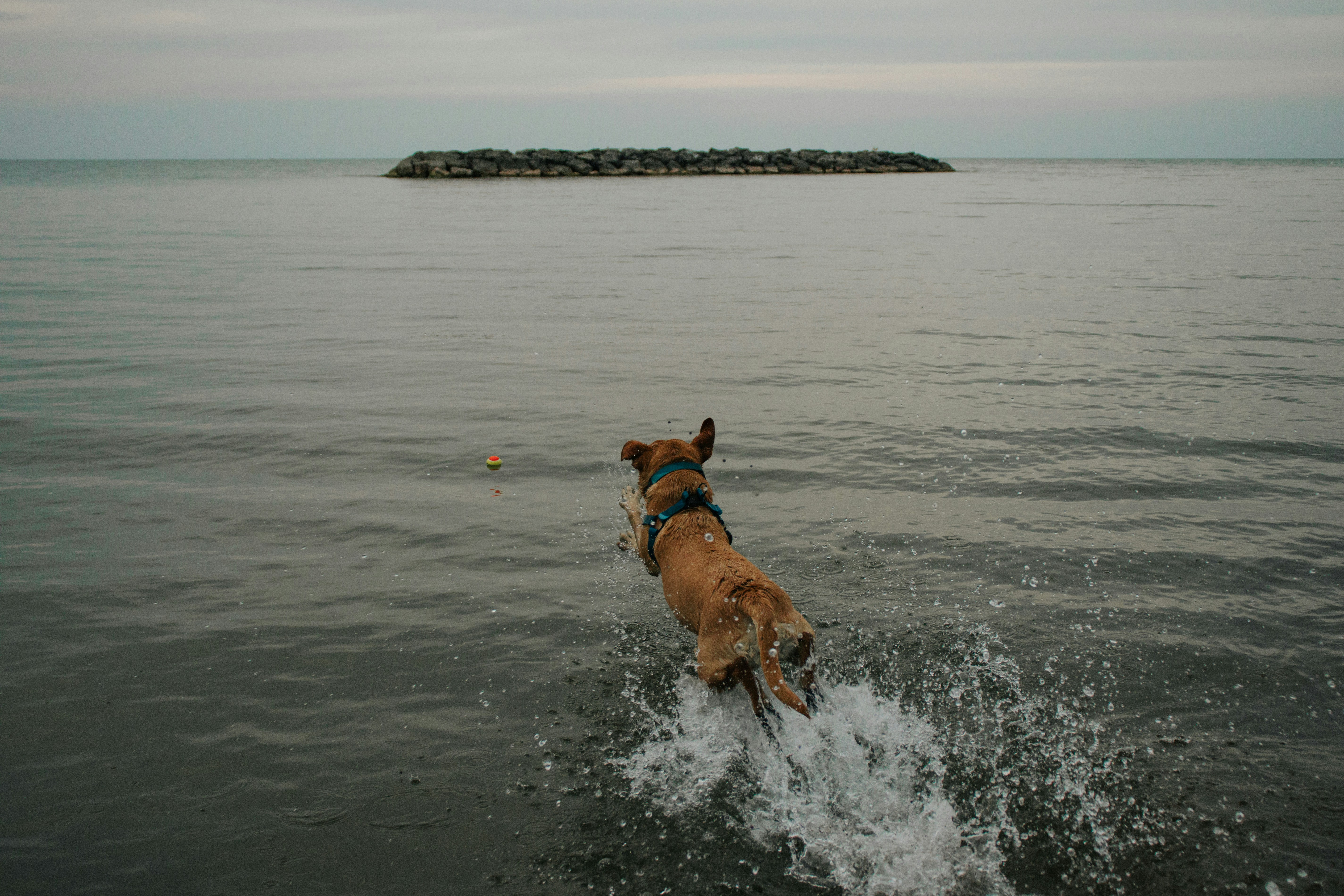 Foto Un perro saltando al agua – Imagen #perro nadando gratis en Unsplash
