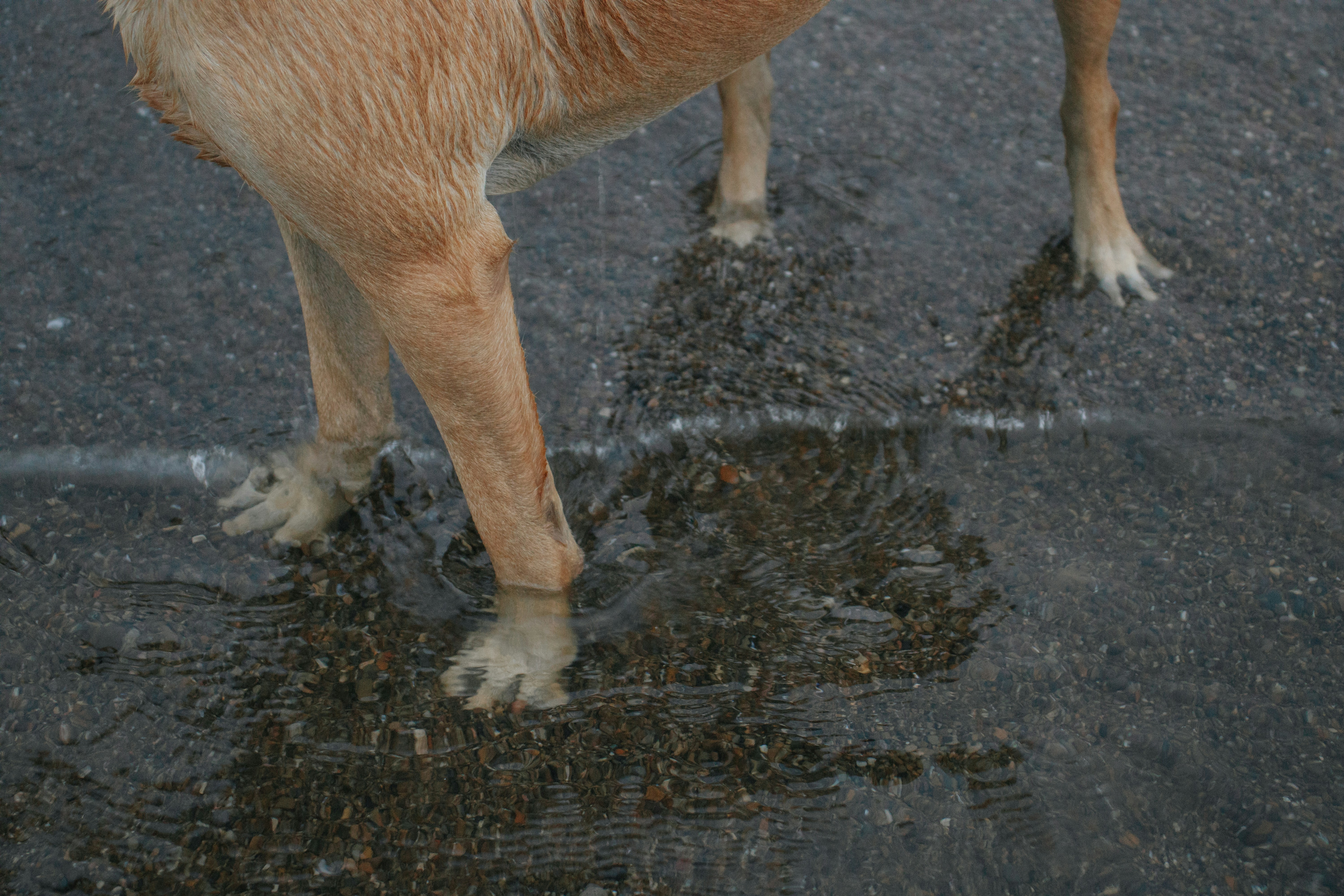 Golden Paws in a Rain-Washed Parking Lot