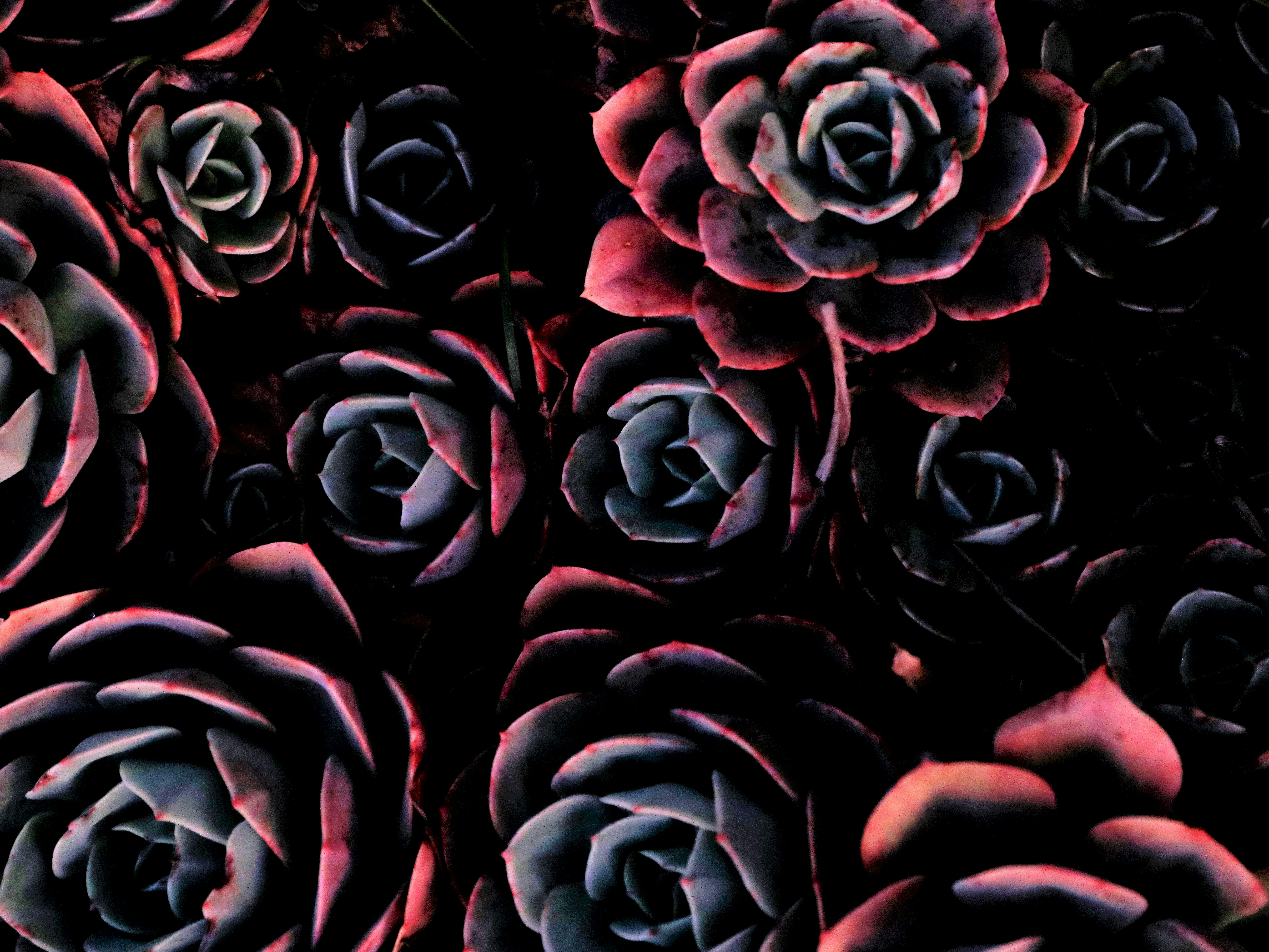 succulents