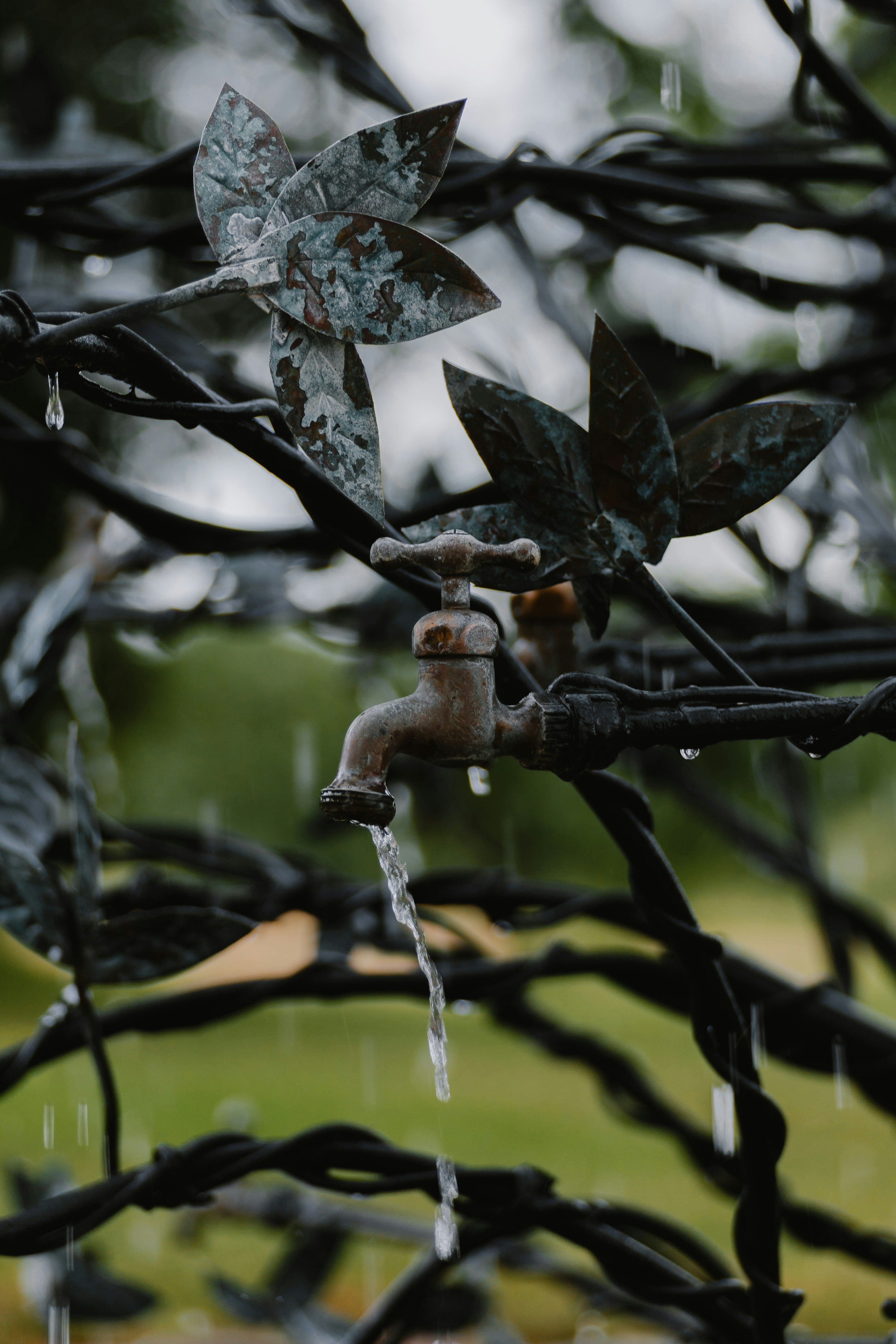 Drip Between Barbs: A Rusted Faucet in a Quiet Garden