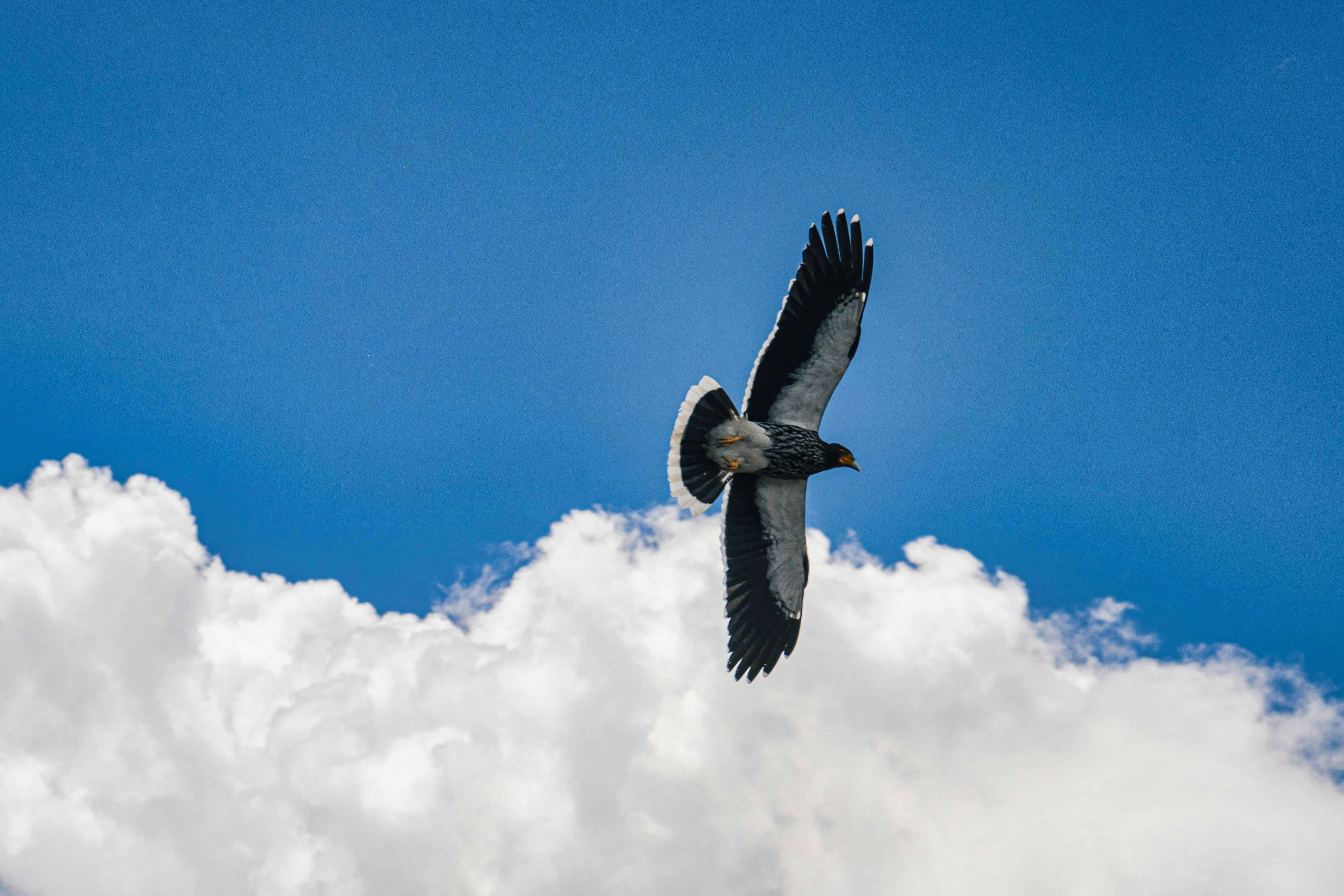 Raptor in a Blue Sky Mosaic