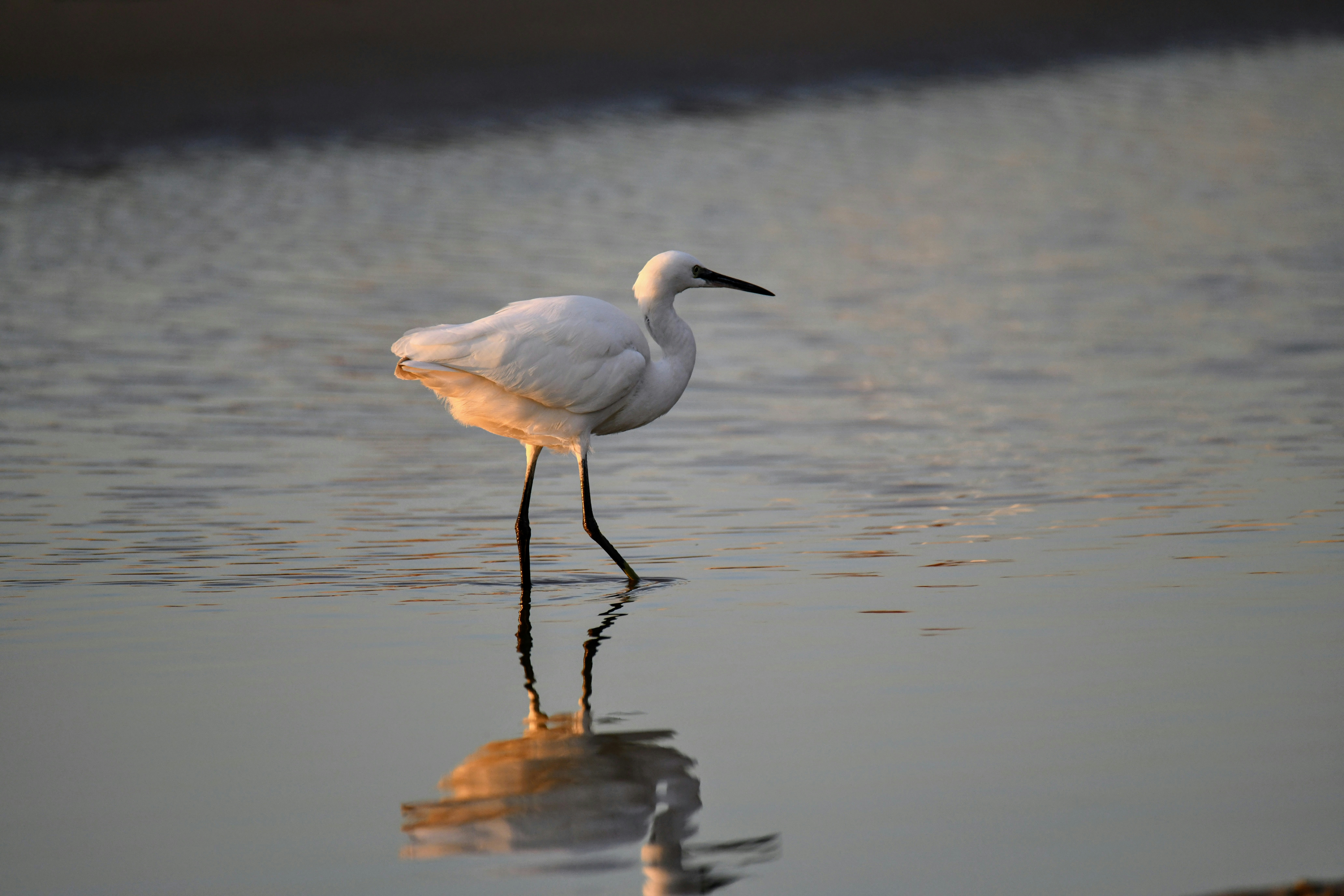 I captured this beautiful Egret as the sun was setting and high lighting this bird on the hunt for dinner. | a bird walking in water