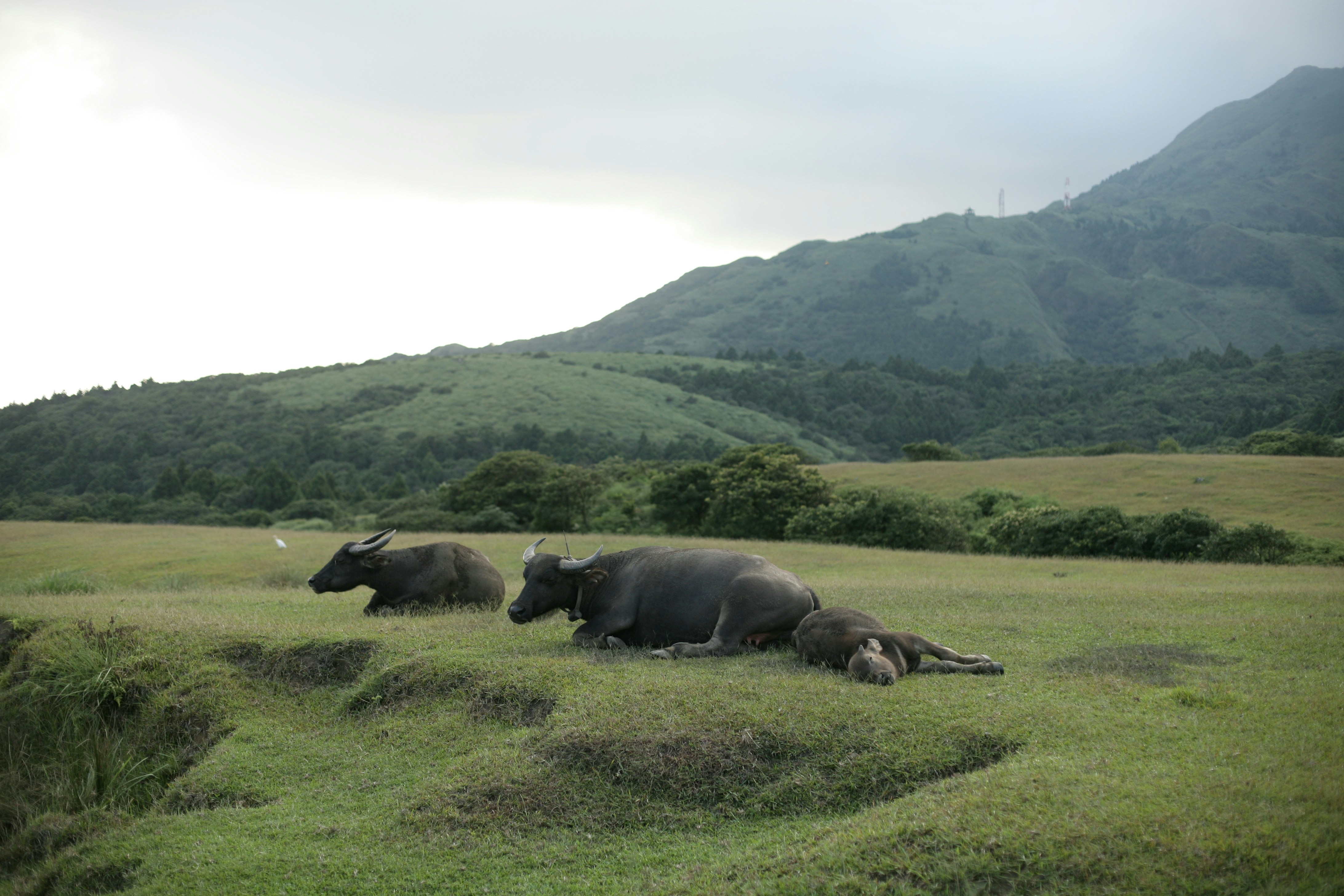 Lazing Waterbuffaloes Beneath Rolling Hills