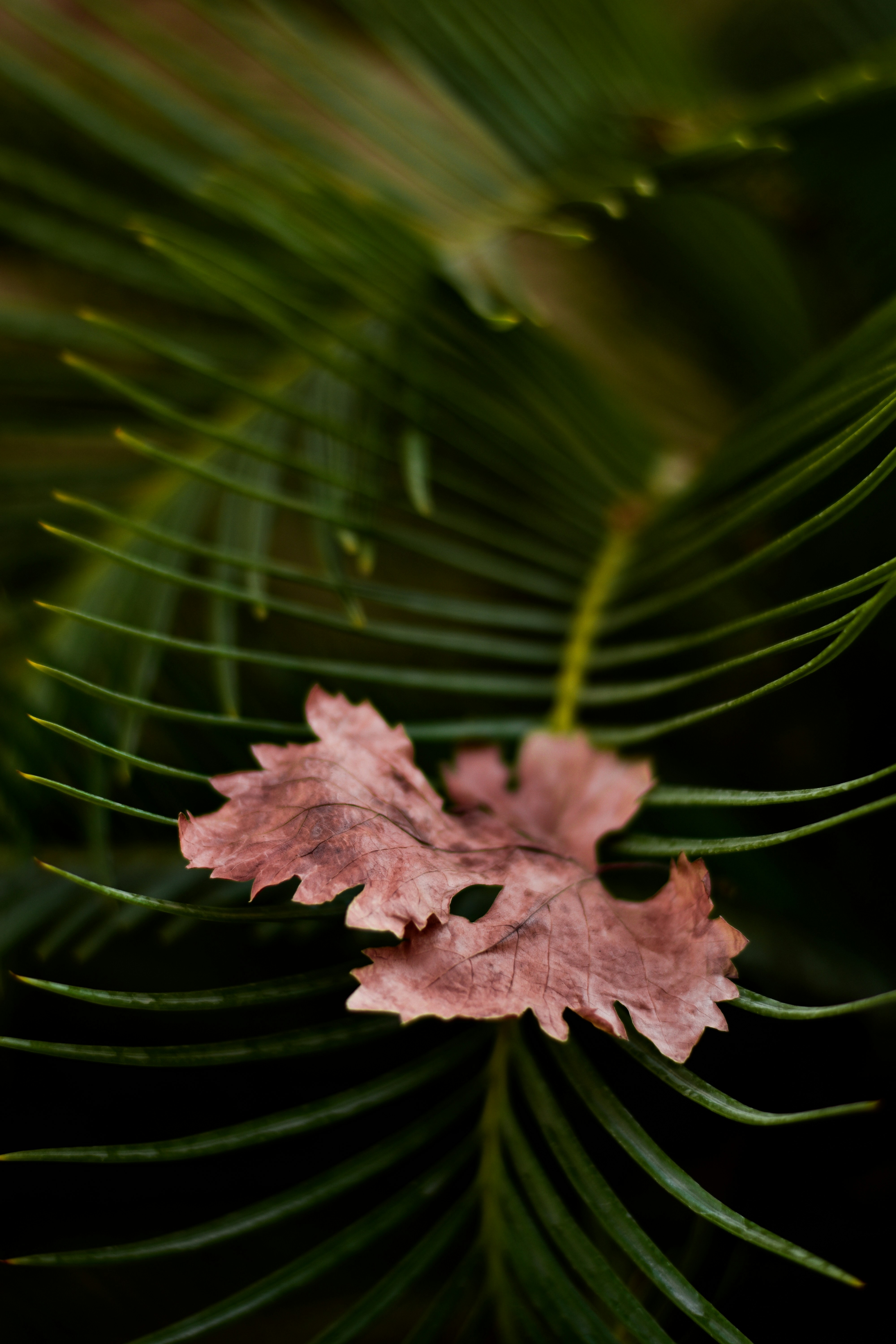 Pink maple leaf resting on emerald pine needles in a shadowed forest