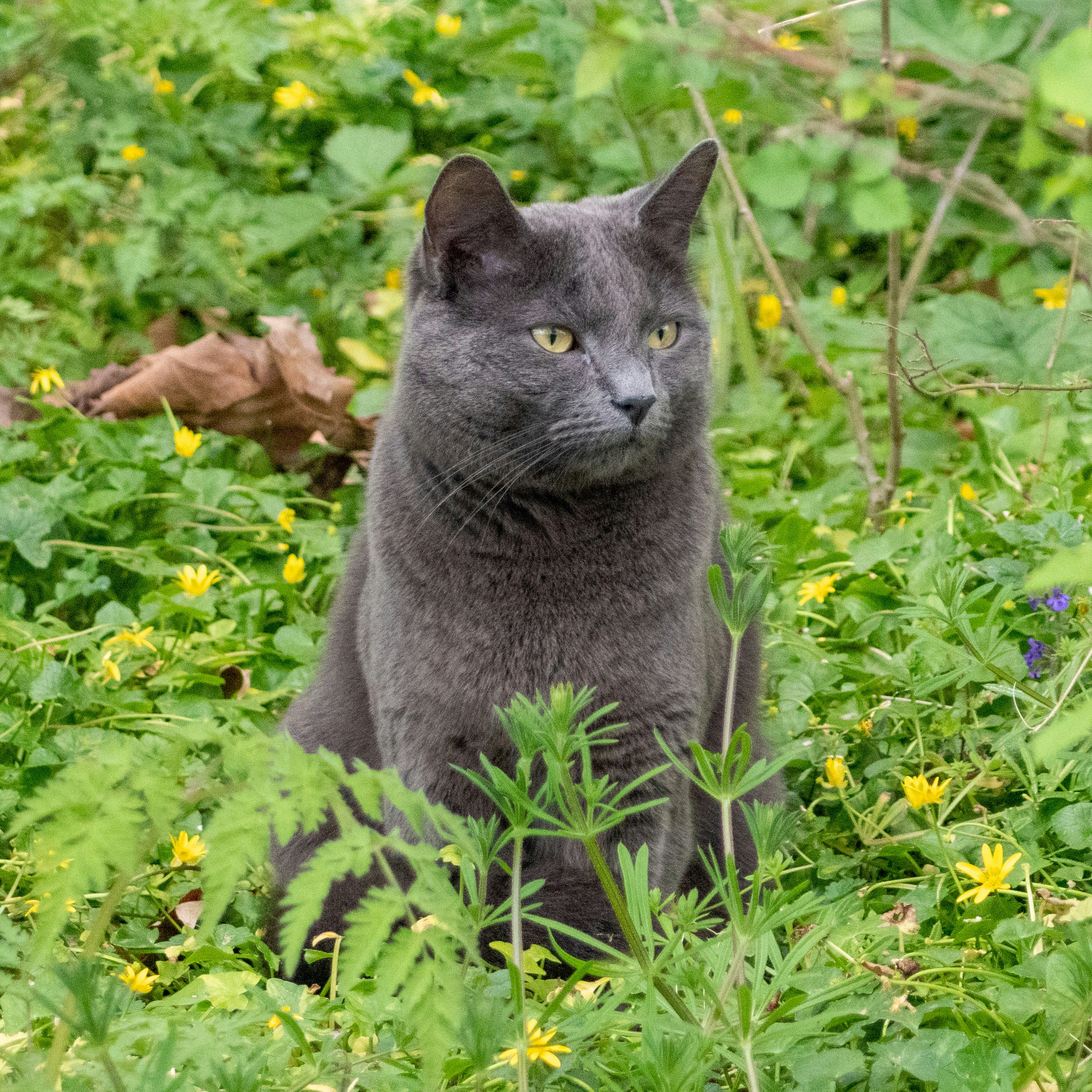 A cat sitting in a bush photo – Free Lullingstone country park Image on ...