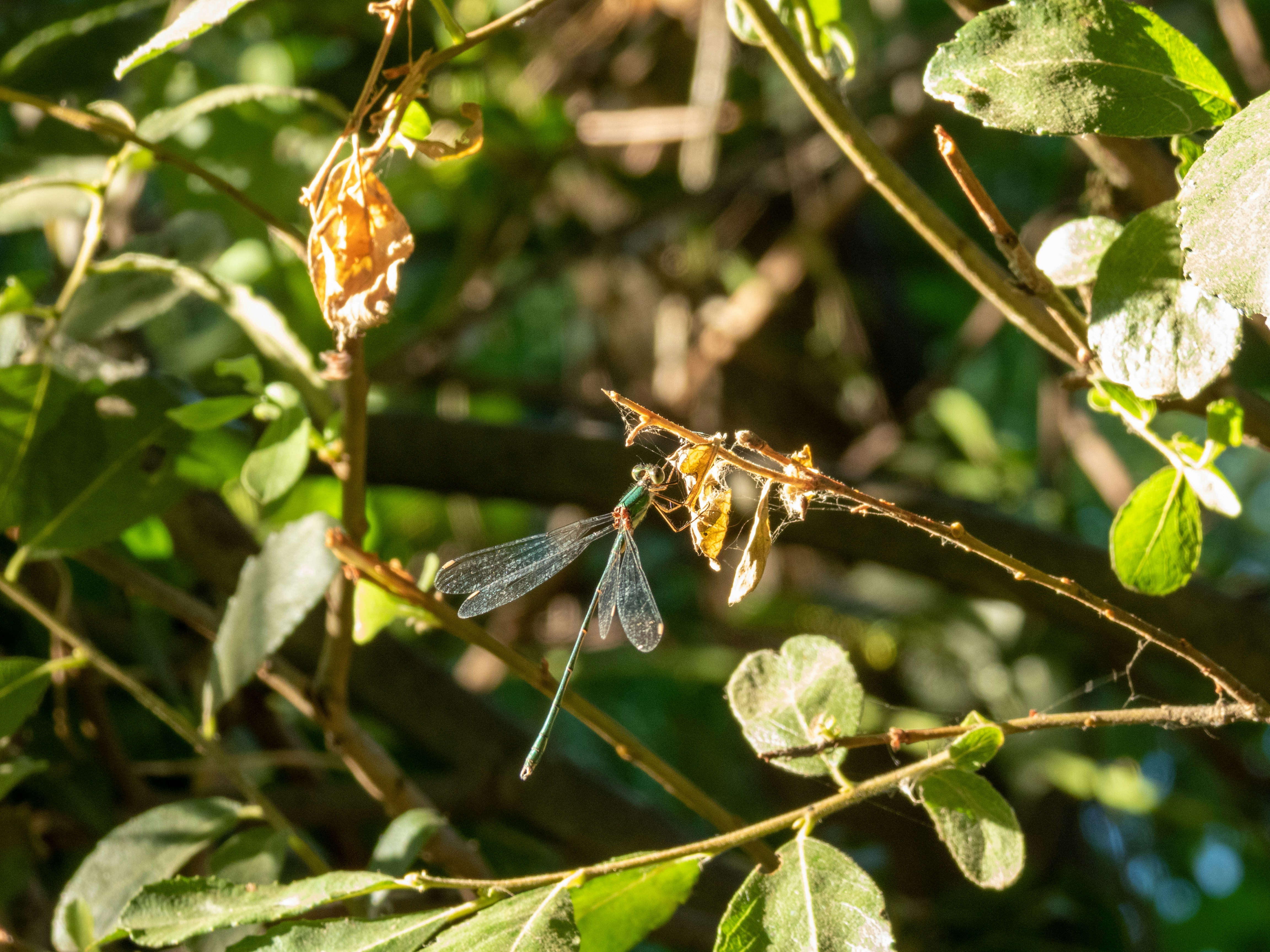 A group of insects on a branch photo – Free Dartford Image on Unsplash