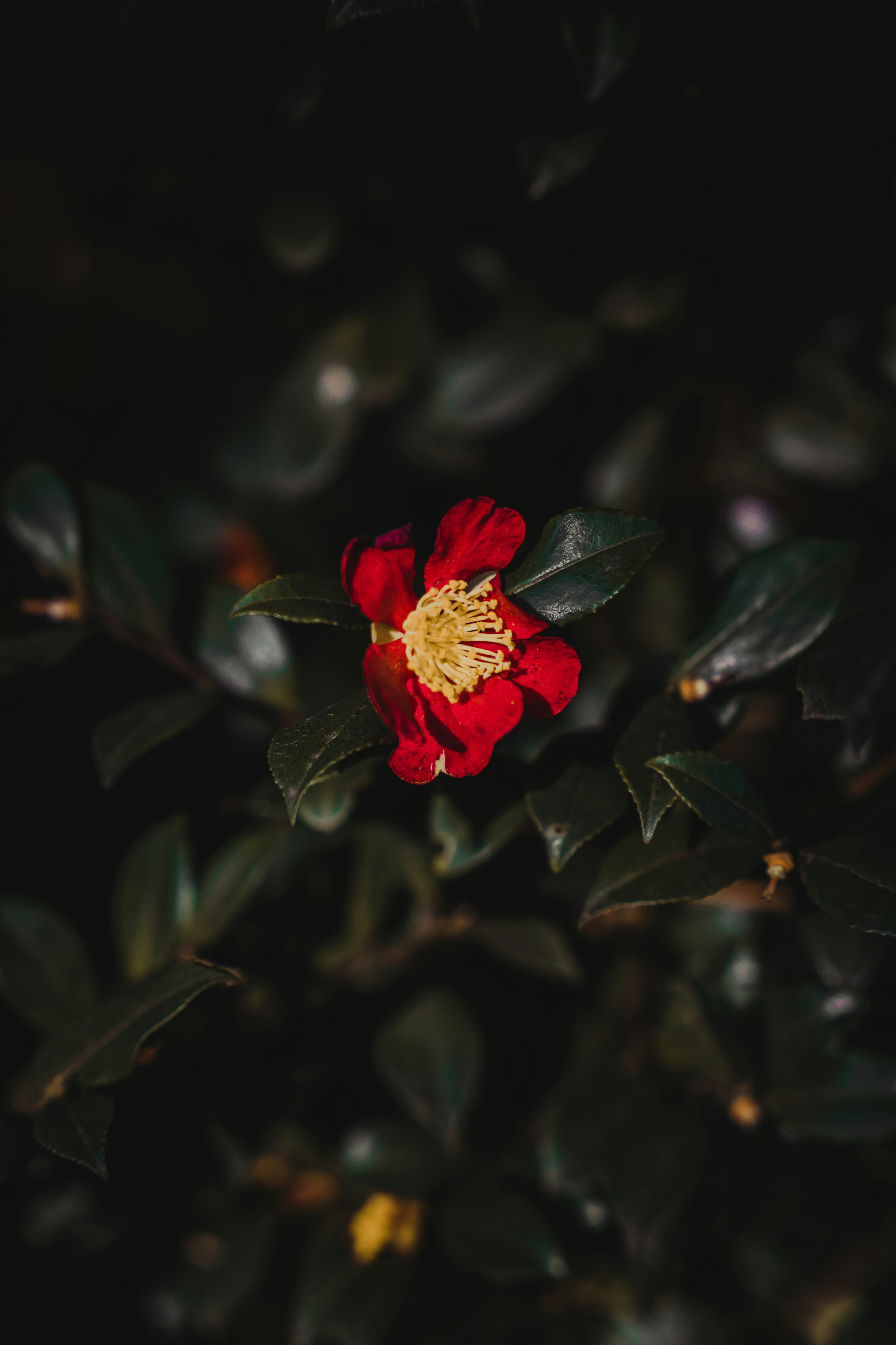 Vibrant red flower with yellow stamen nestled among dark green leaves, highlighting its delicate beauty in a dimly lit setting.