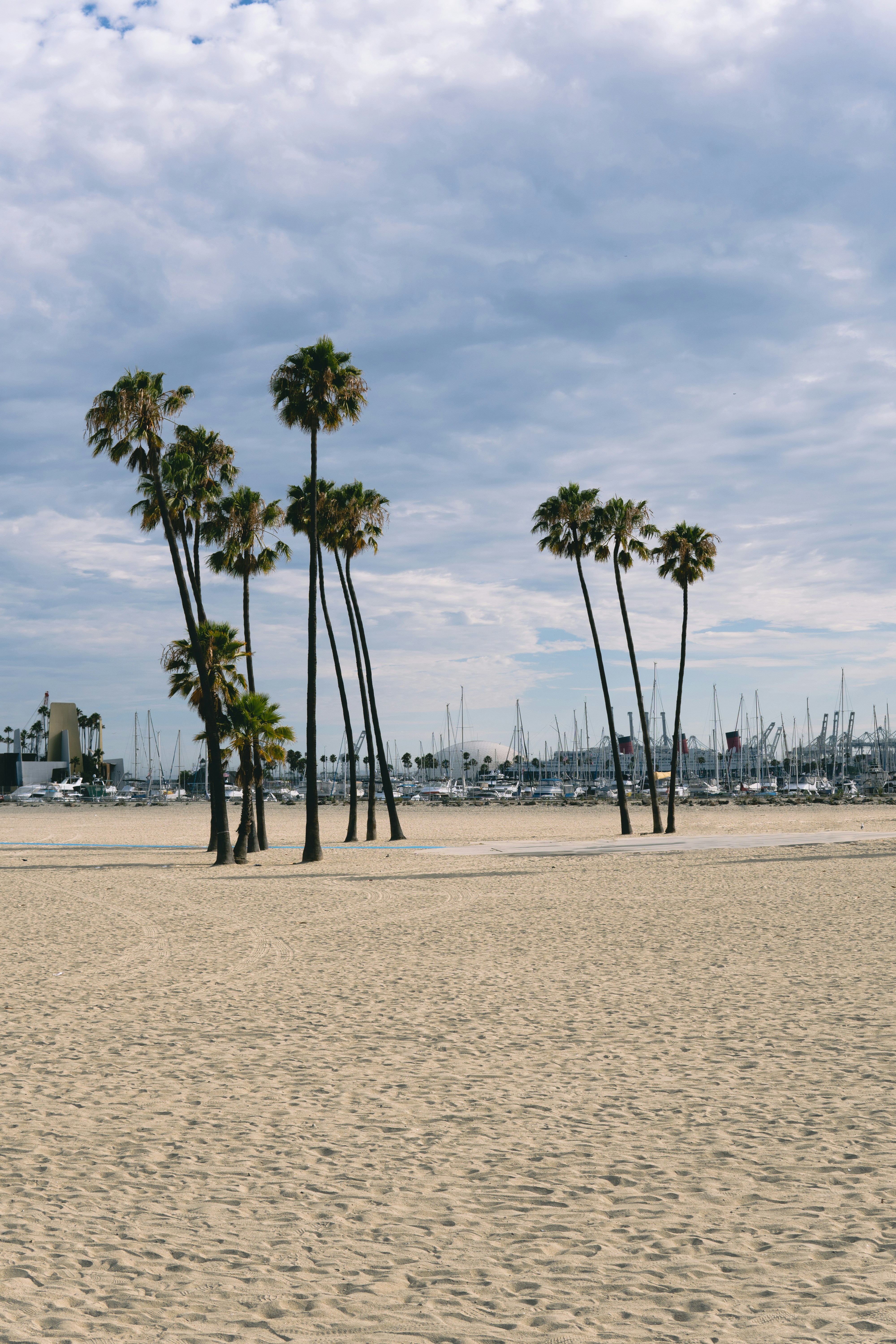 A group of palm trees on a beach photo – Free Long beach Image on Unsplash