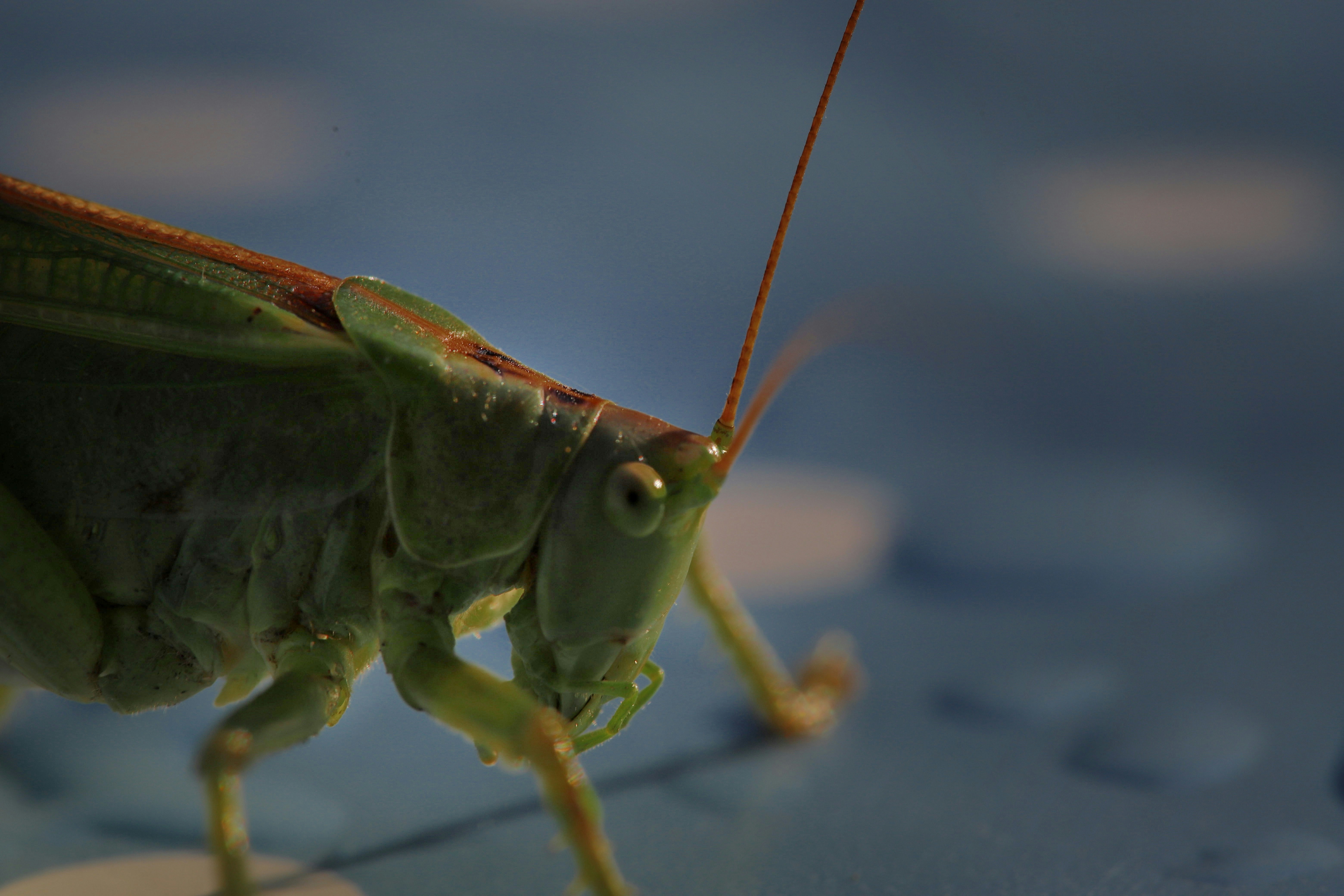 Macro Portrait: a Grasshopper's Keen Eye on a Cool Blue Surface