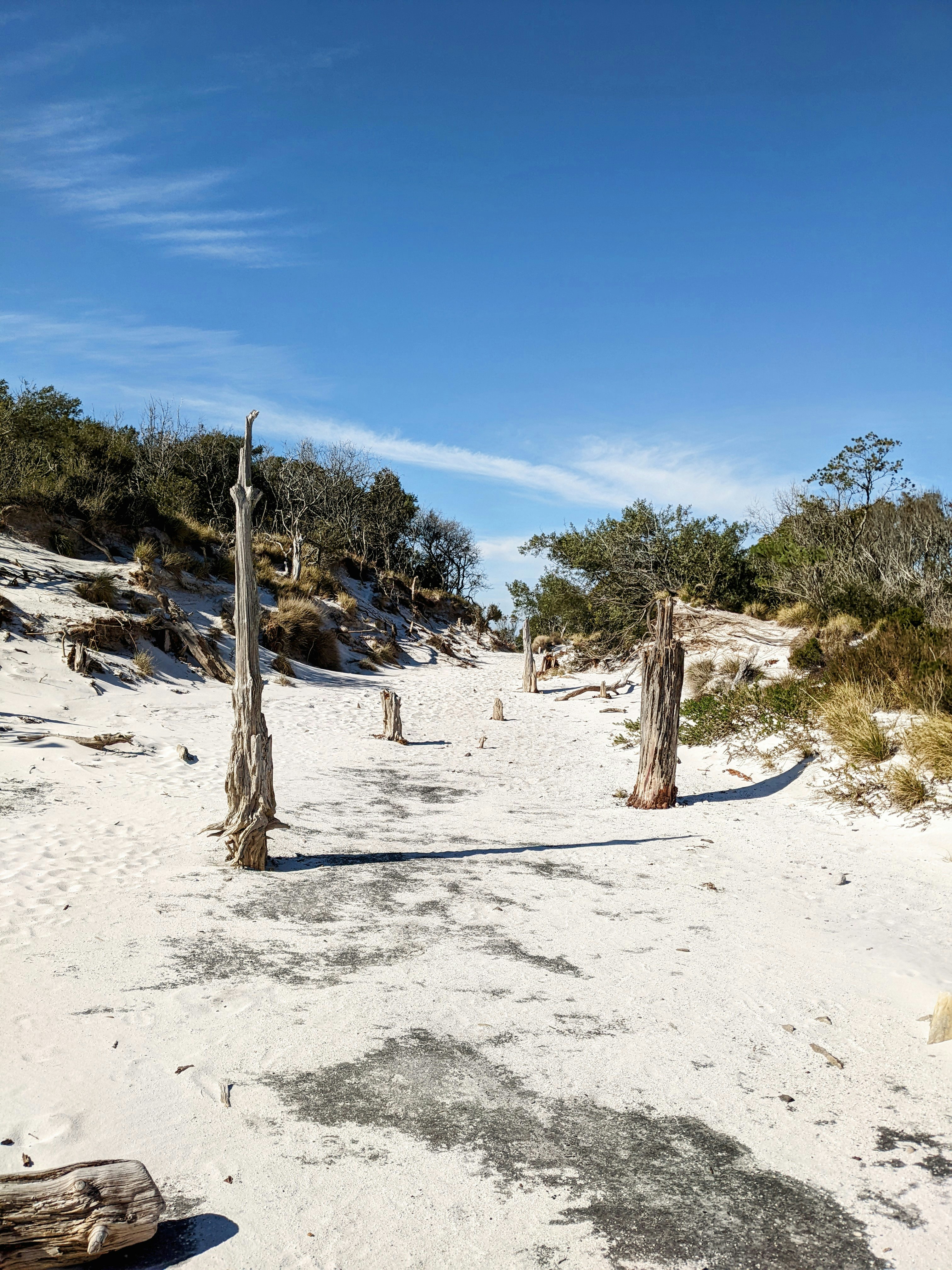Weathered Sentinels Along a Sunlit Dune Path