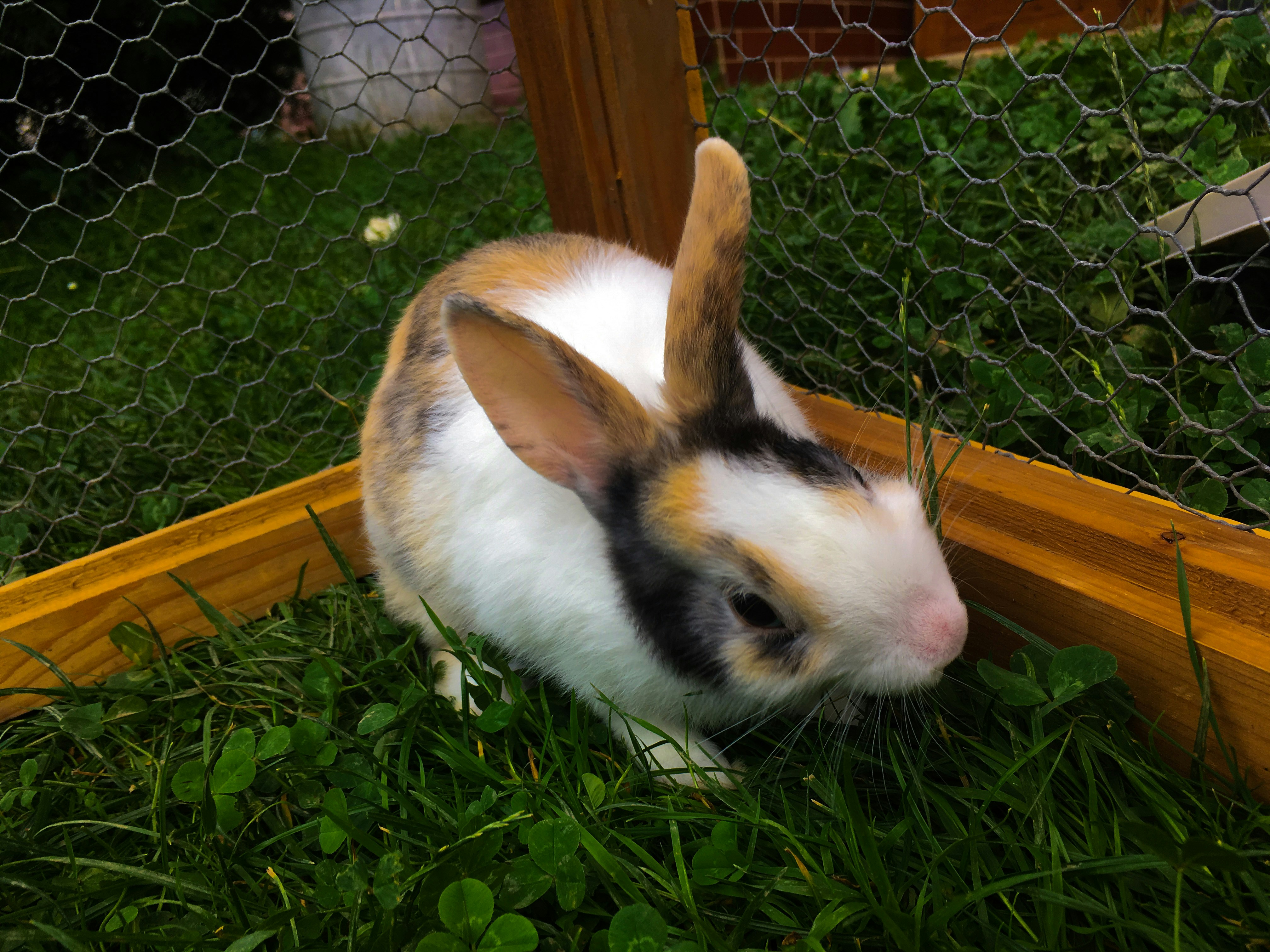 Curious Bunny in a Grass-Floored Enclosure
