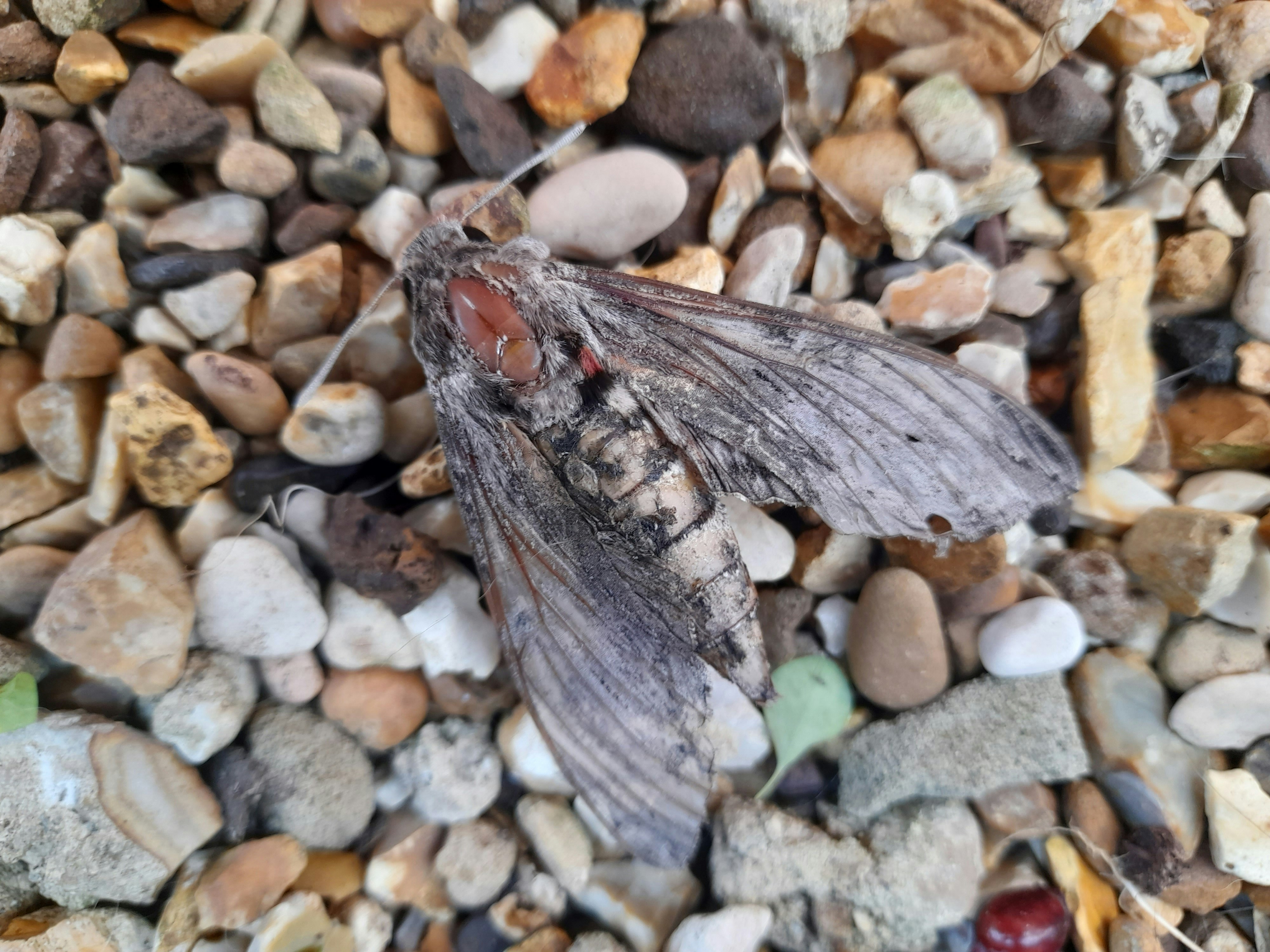 A moth on a pile of rocks photo – Free Colours Image on Unsplash
