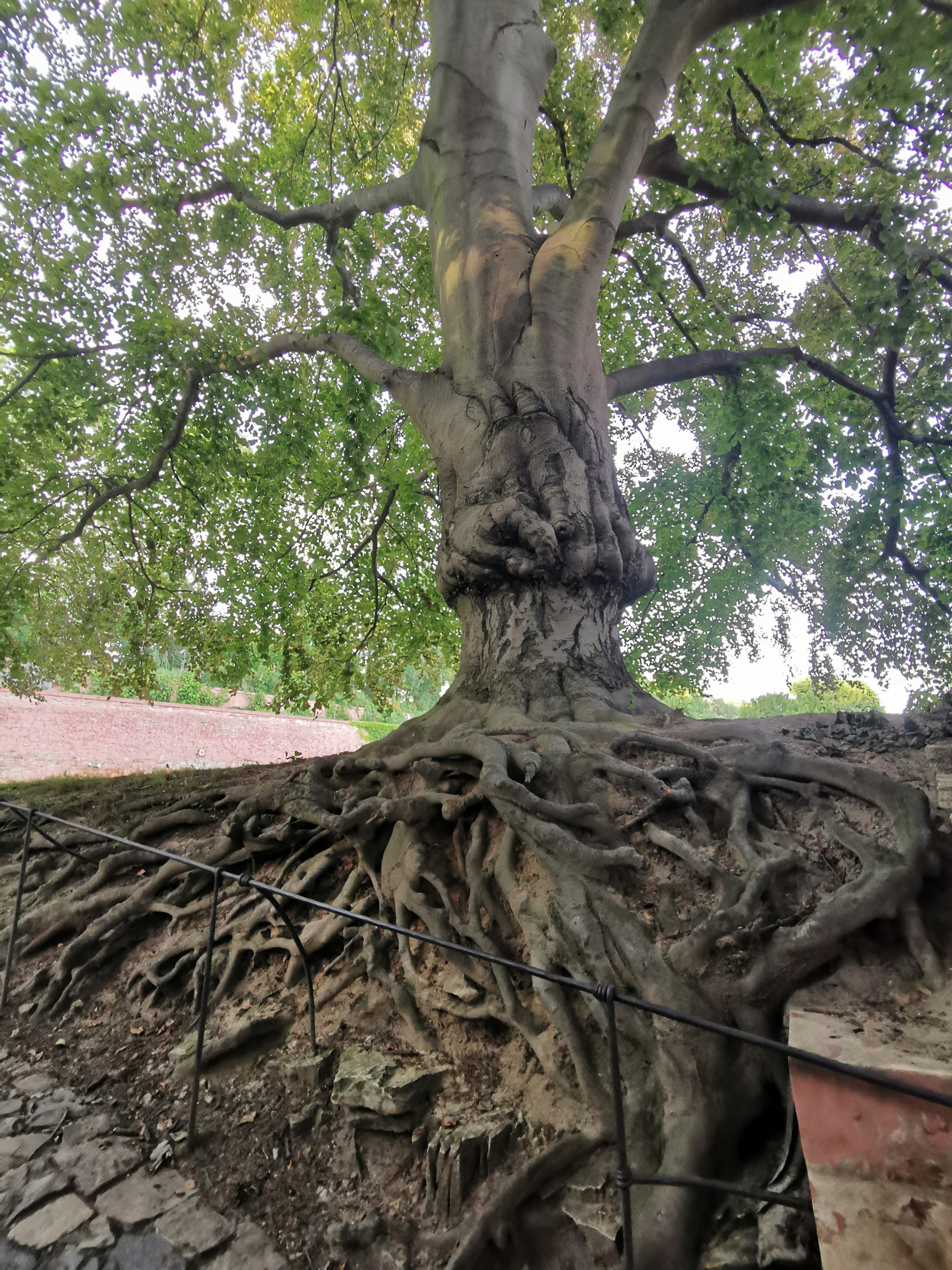 Rooted Monument: A Tree's Massive Trunk and Exposed Roots
