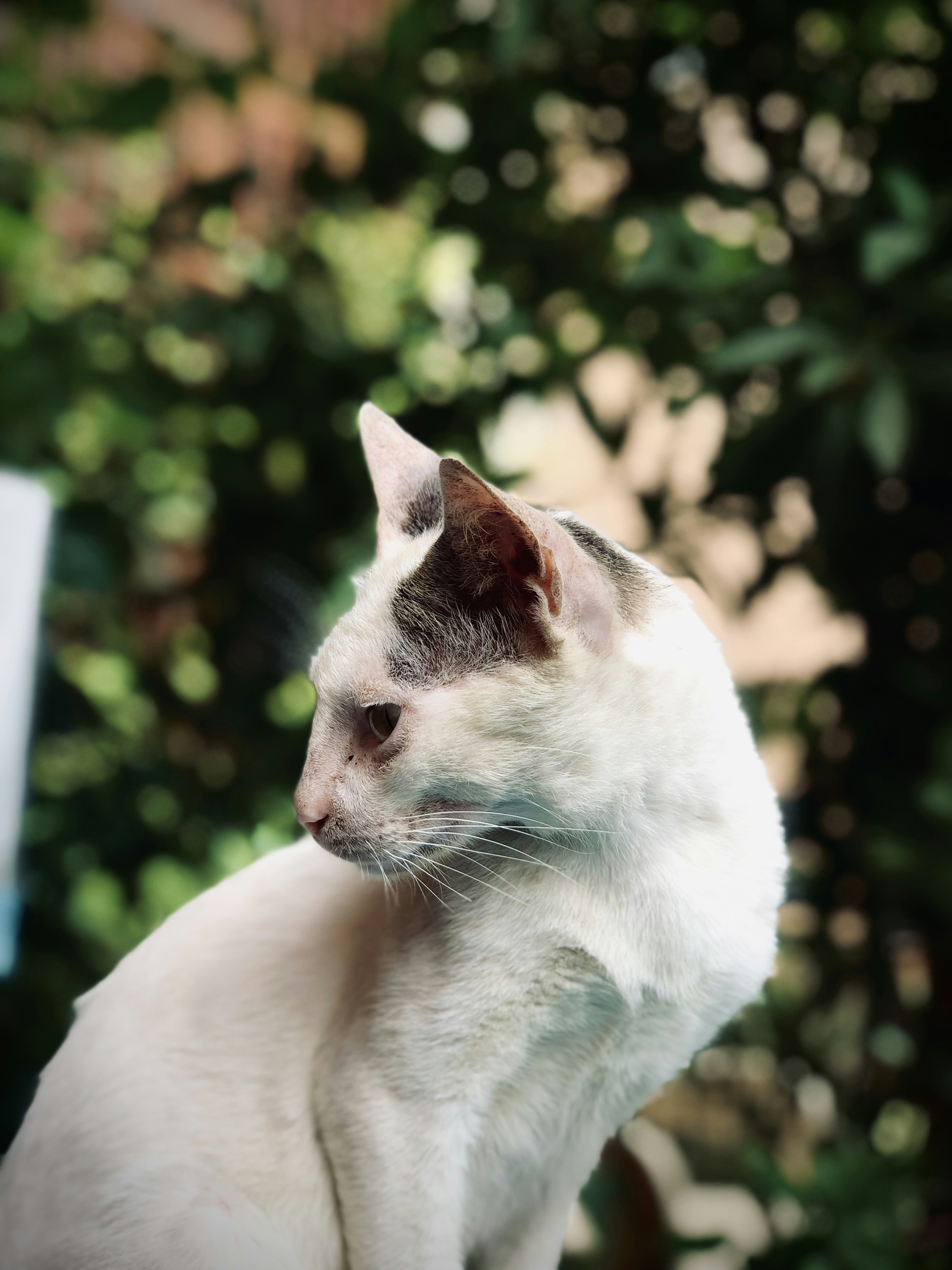 White Cats Pictures | Download Free Images on Unsplash
