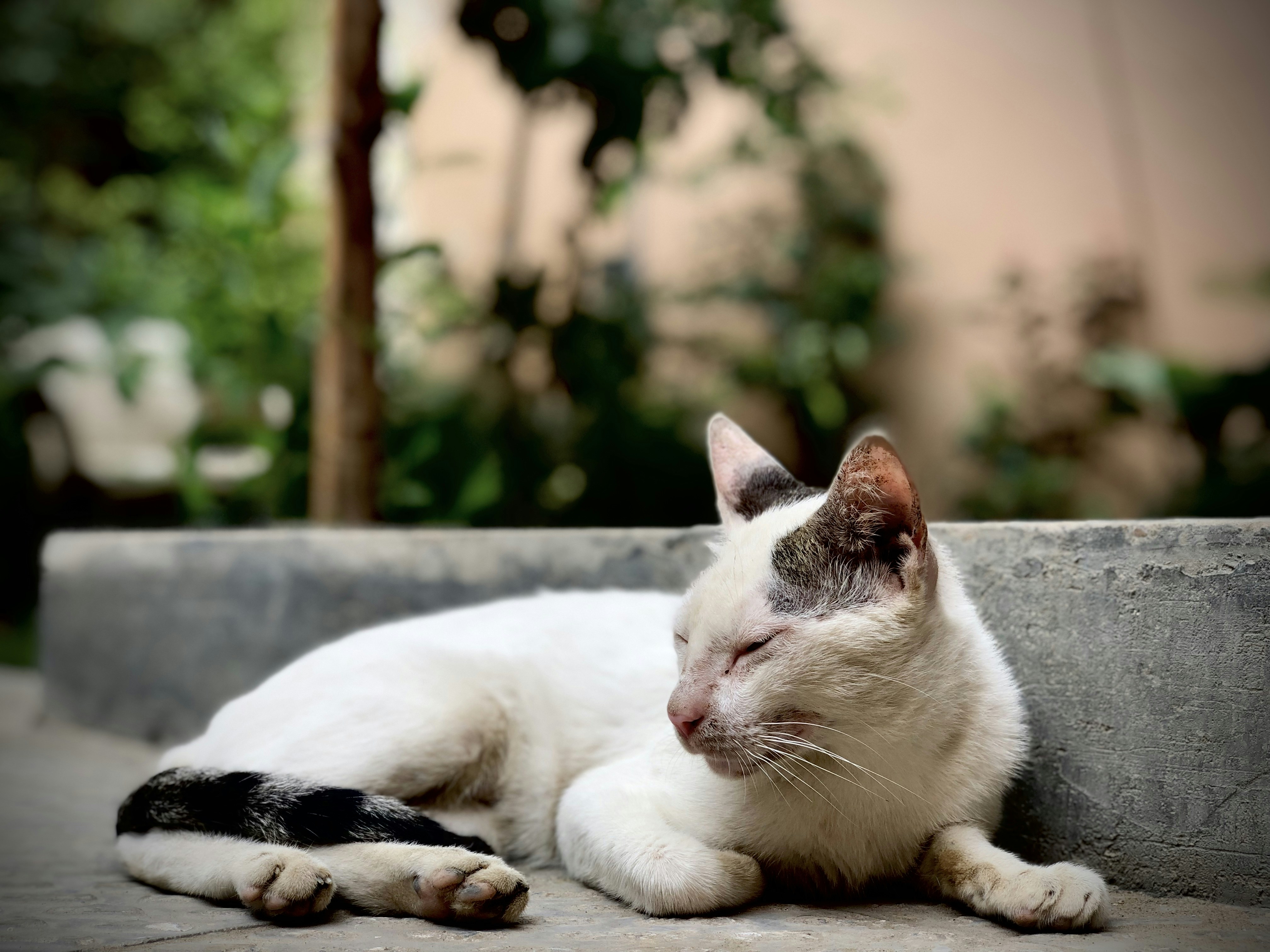 White Cats Pictures | Download Free Images on Unsplash