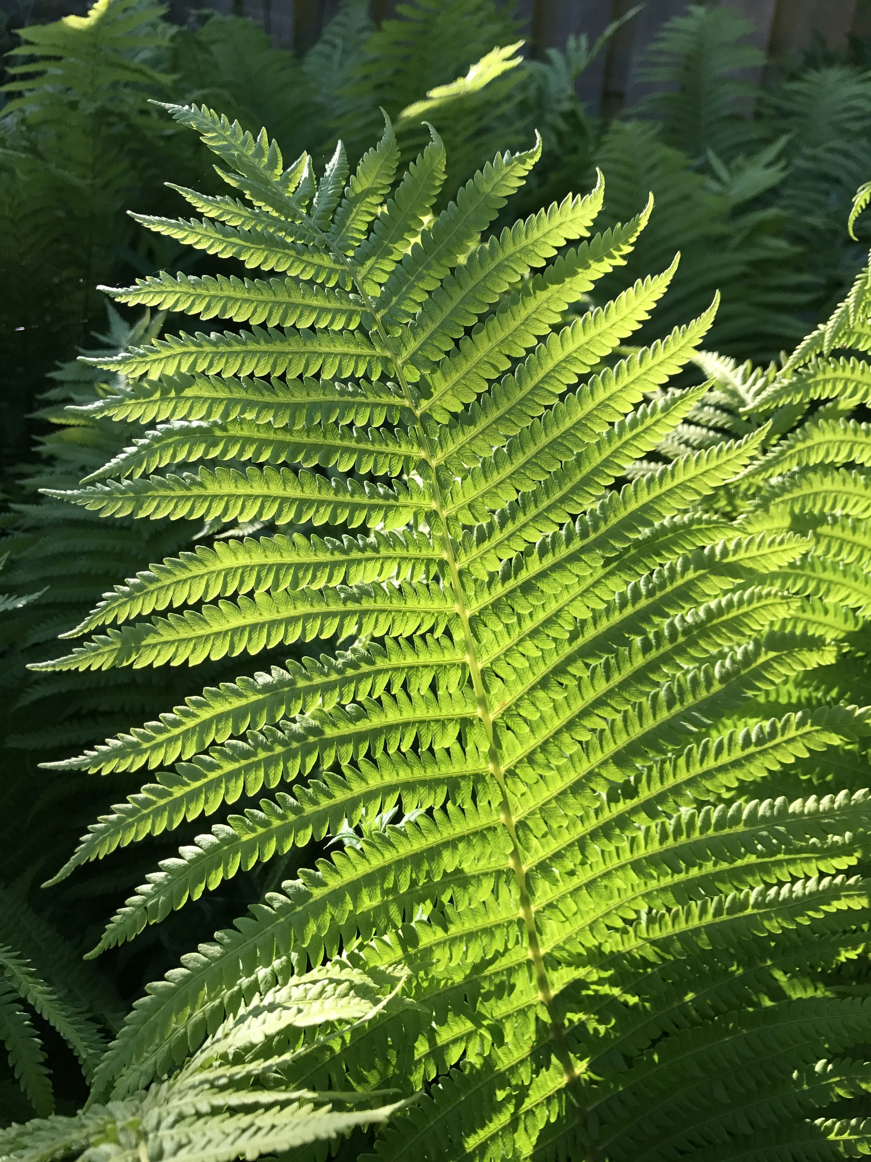 Vibrant green fern leaf illuminated by sunlight, showcasing intricate patterns and textures. Nature's delicate design comes to life.