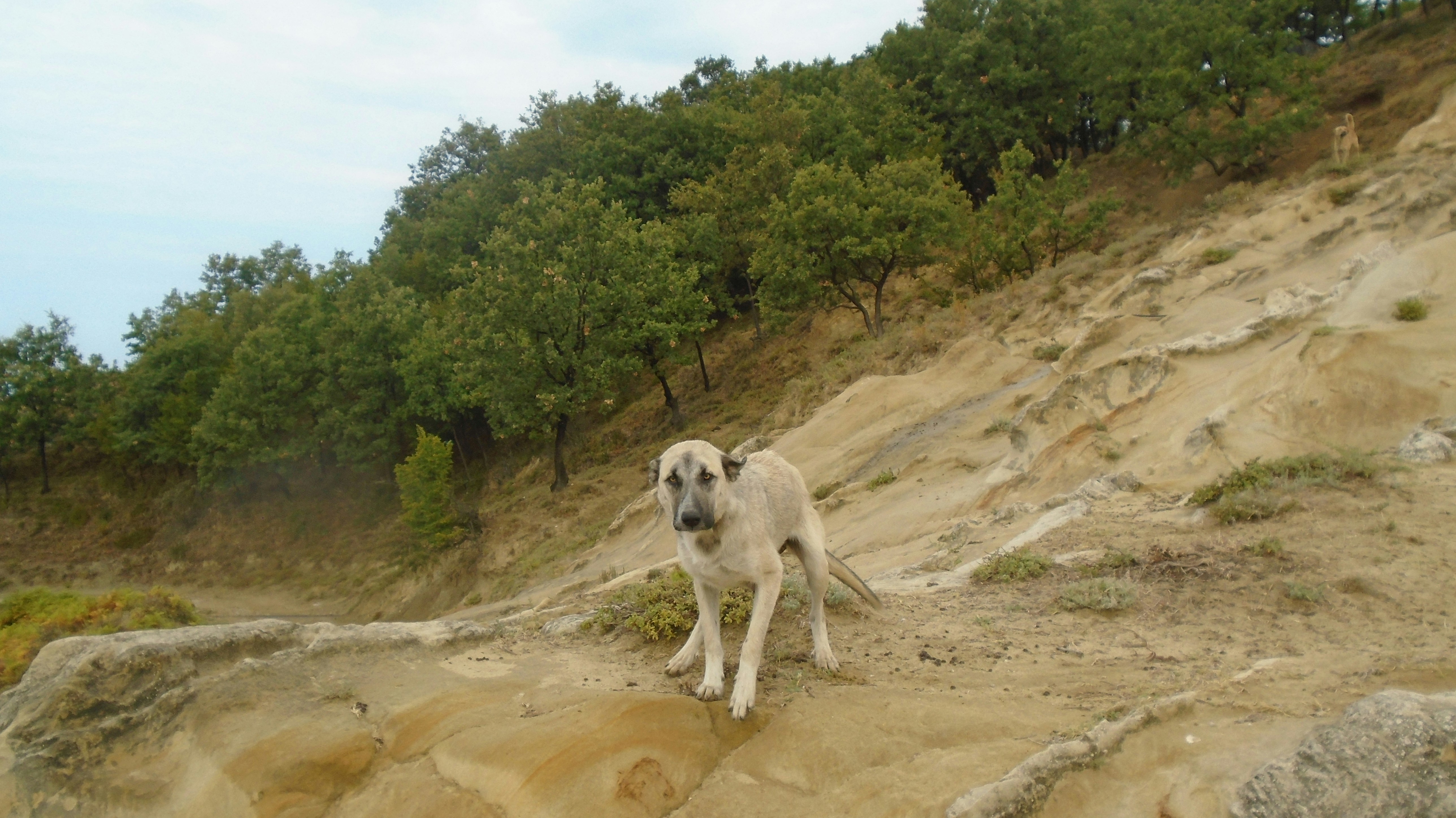 Ridgewalker on the Sandy Slope: A Scrappy Canine Pause
