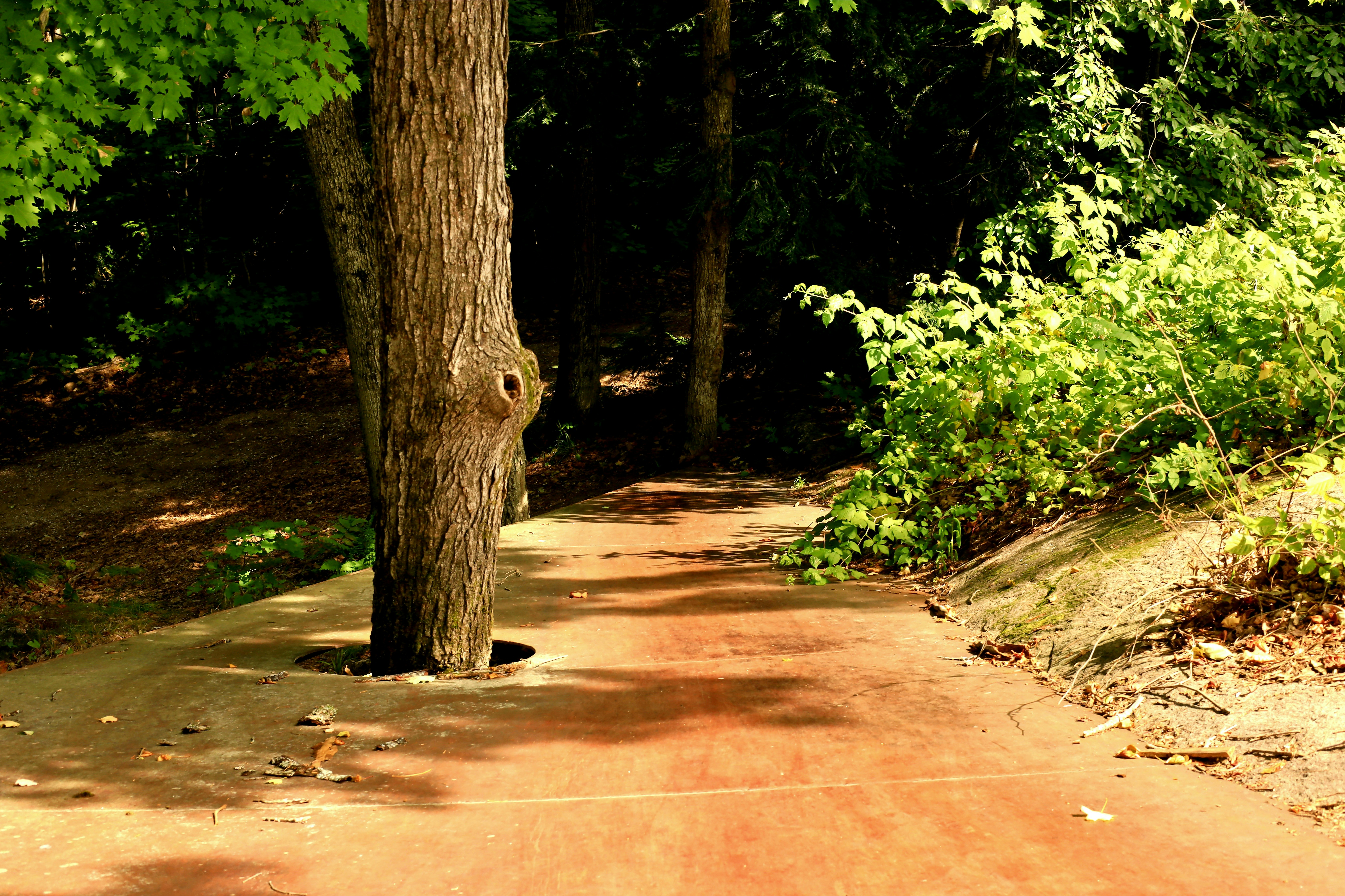 A tree grows through a concrete pathway, illustrating the intersection of nature and human construction. Lush greenery surrounds the scene.