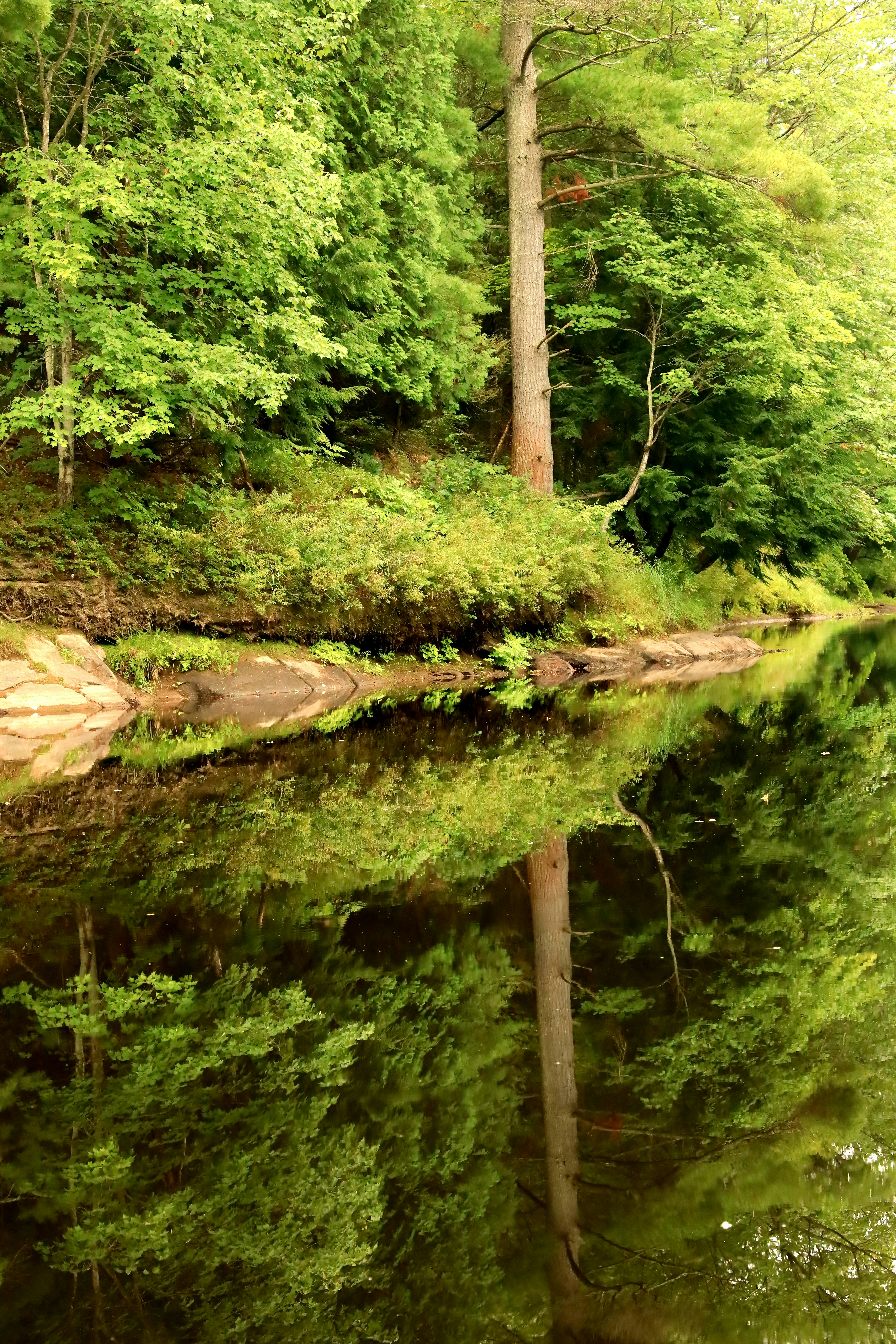 Lush greenery and a towering tree reflect perfectly in a calm body of water, creating a serene natural scene.