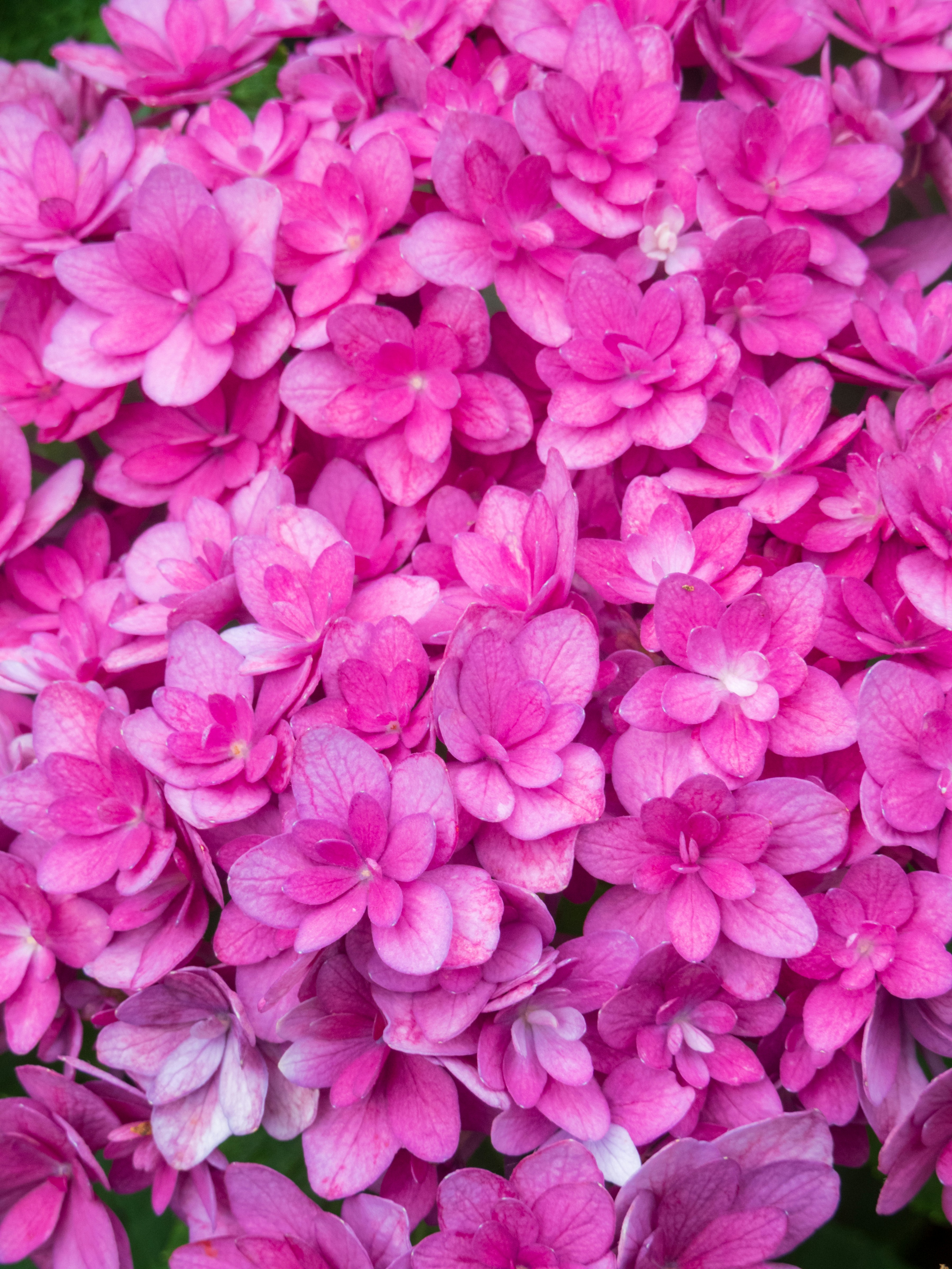 Pink Colour Pictures | Download Free Images on Unsplash