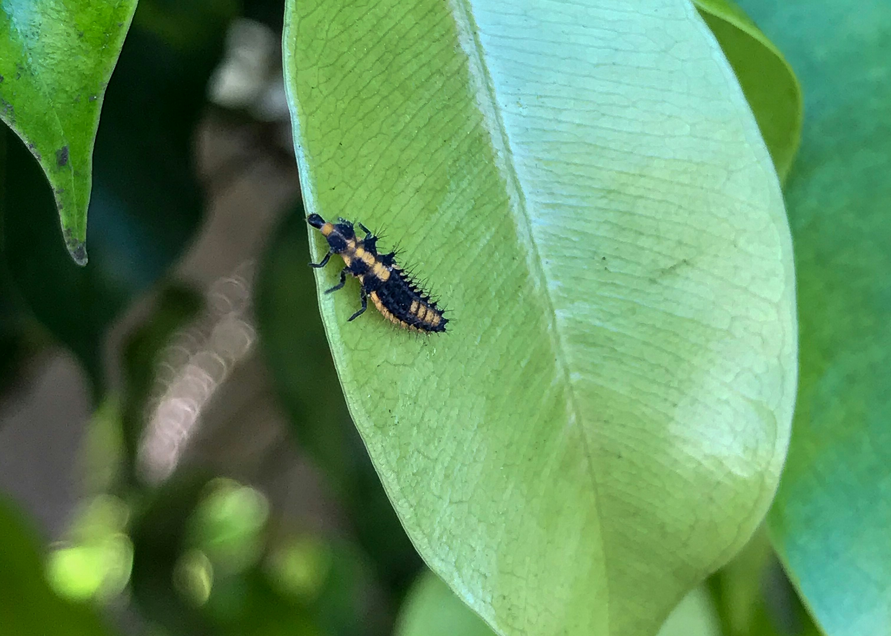 Tiny Leaf Sentinel: Lacewing Larva on a Sunlit Leaf