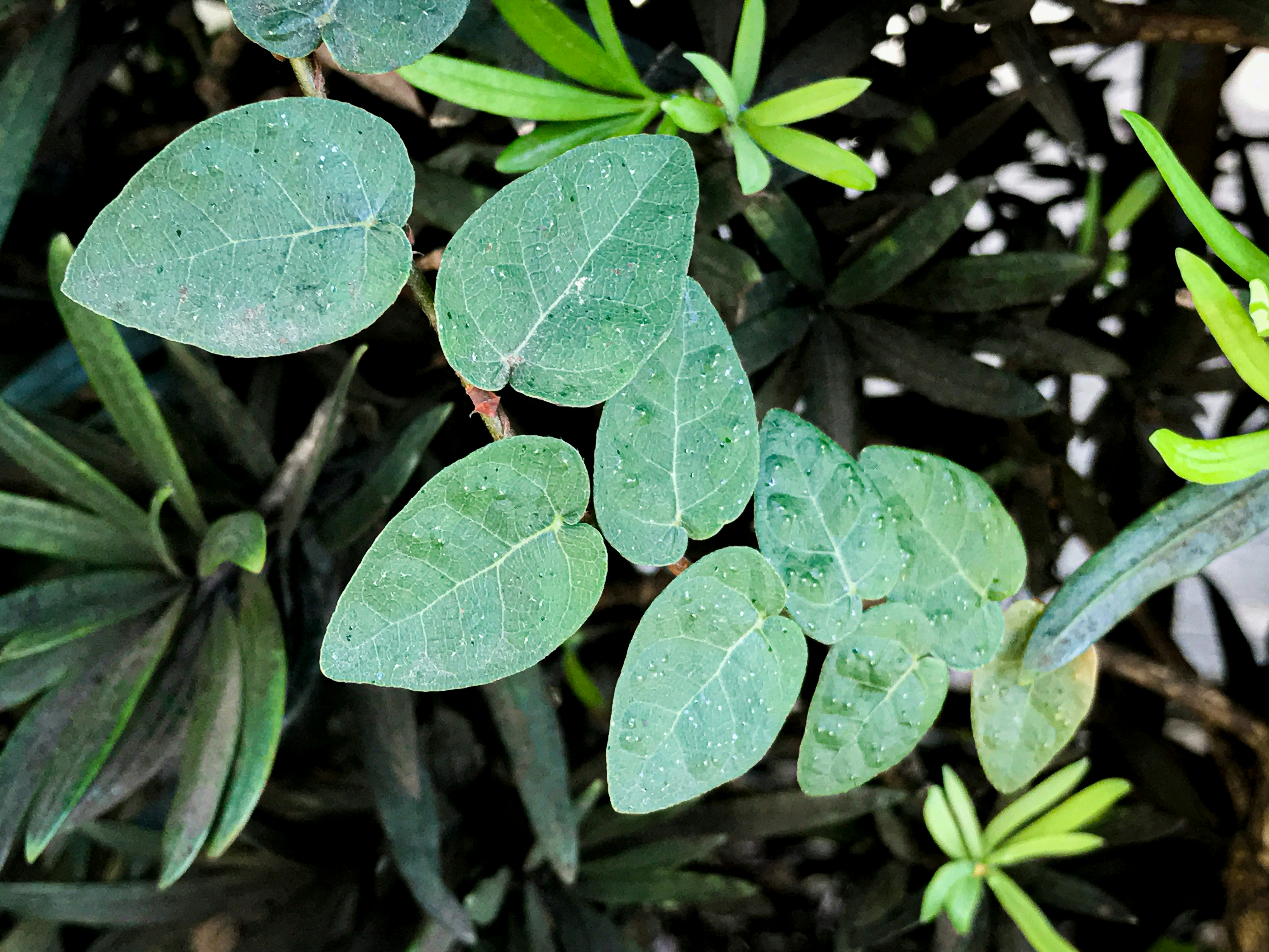 a close up of some leaves
