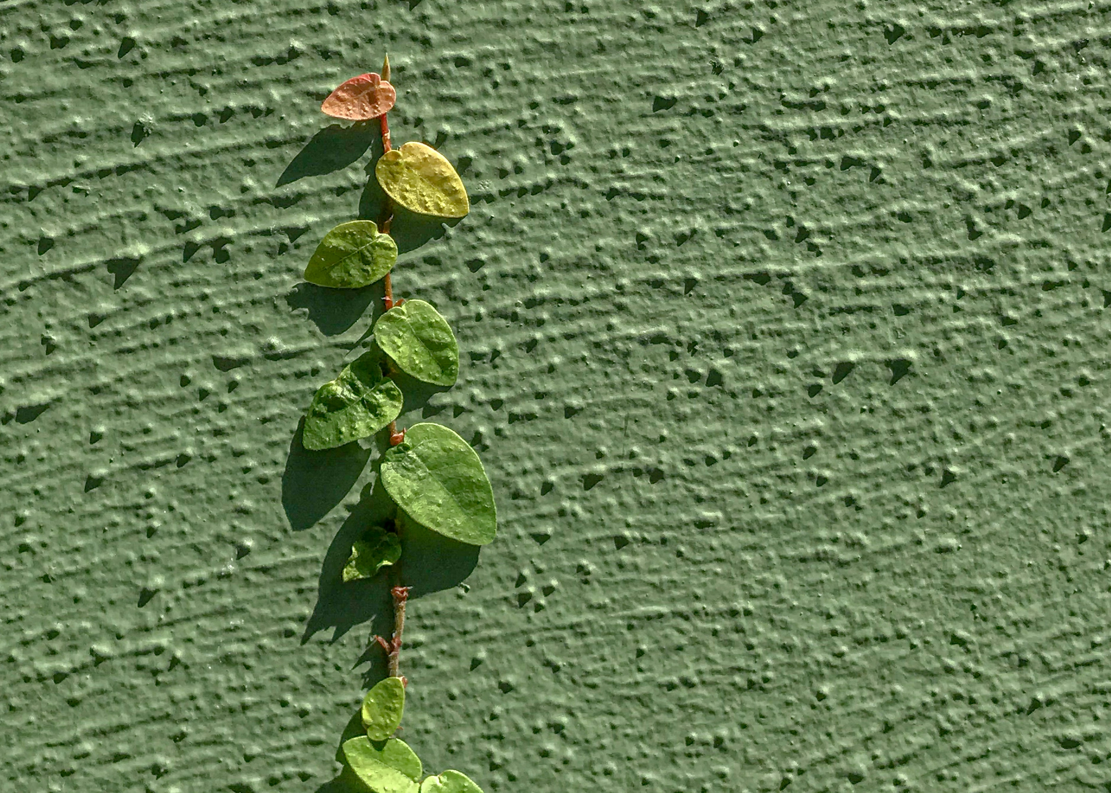 Lime-vein Ascent: a lone vine on a verdant textured wall