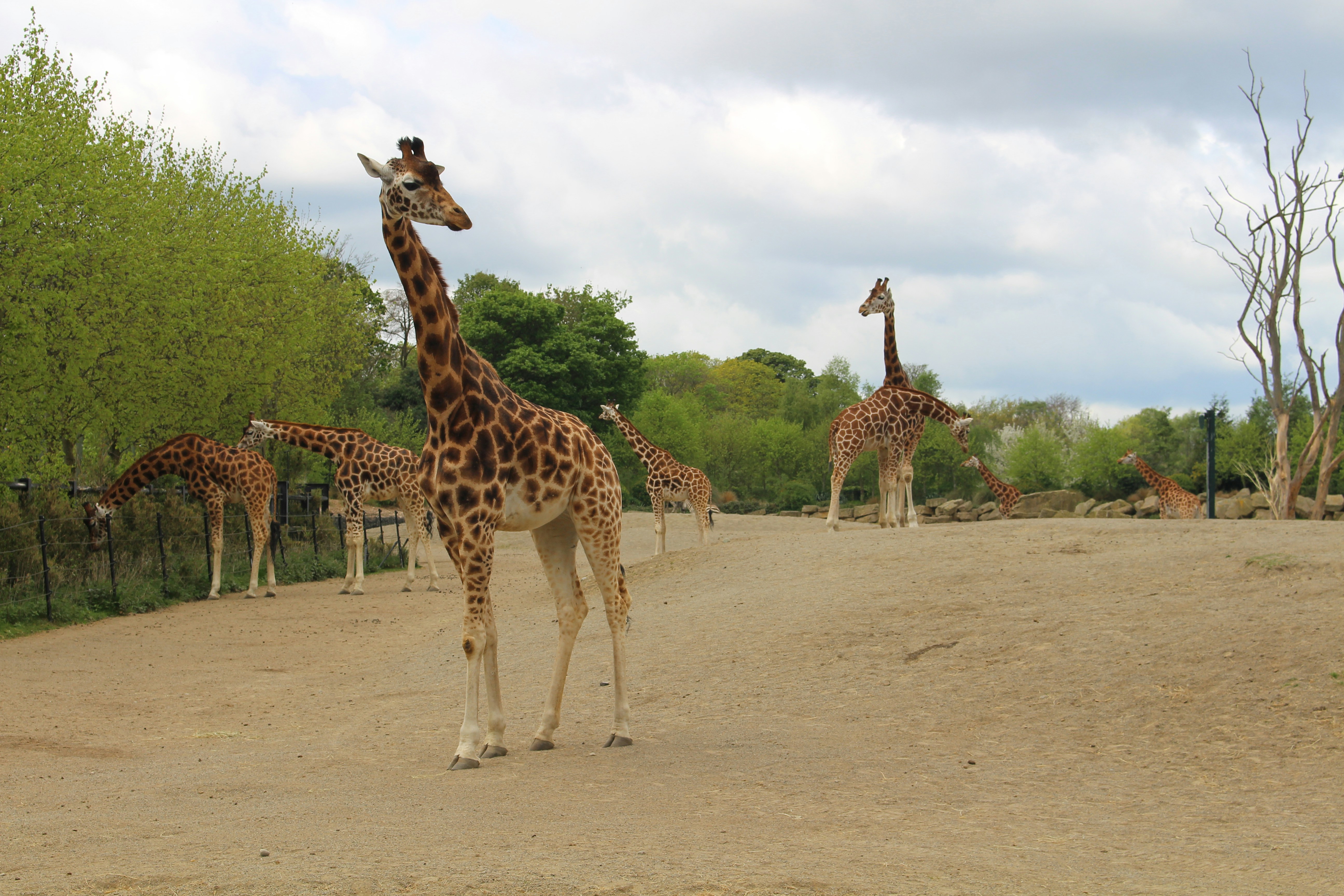A group of giraffes in a zoo exhibit photo – Free Image on Unsplash