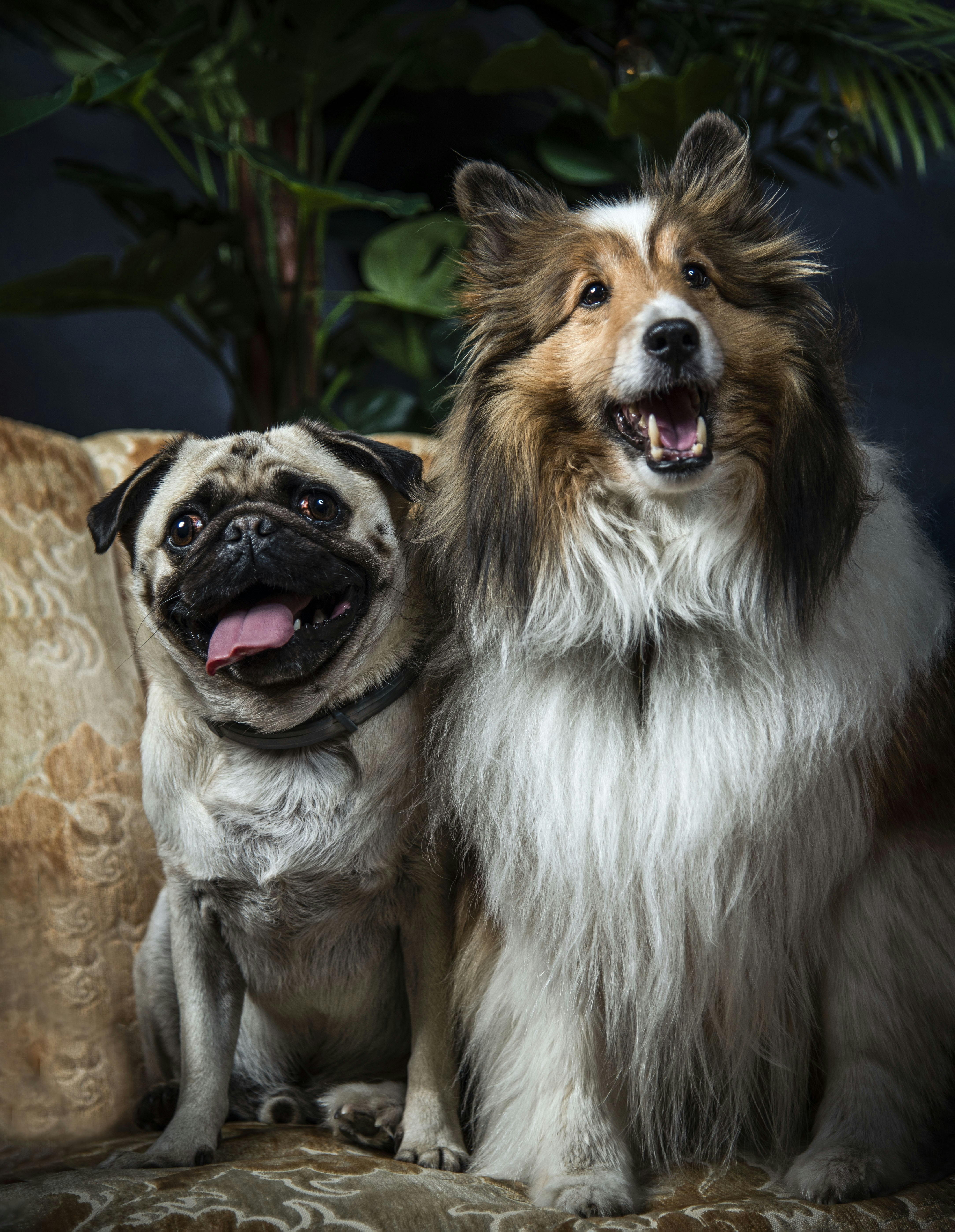 Foto Un par de perros sentados en una roca – Imagen Salem gratis en ...