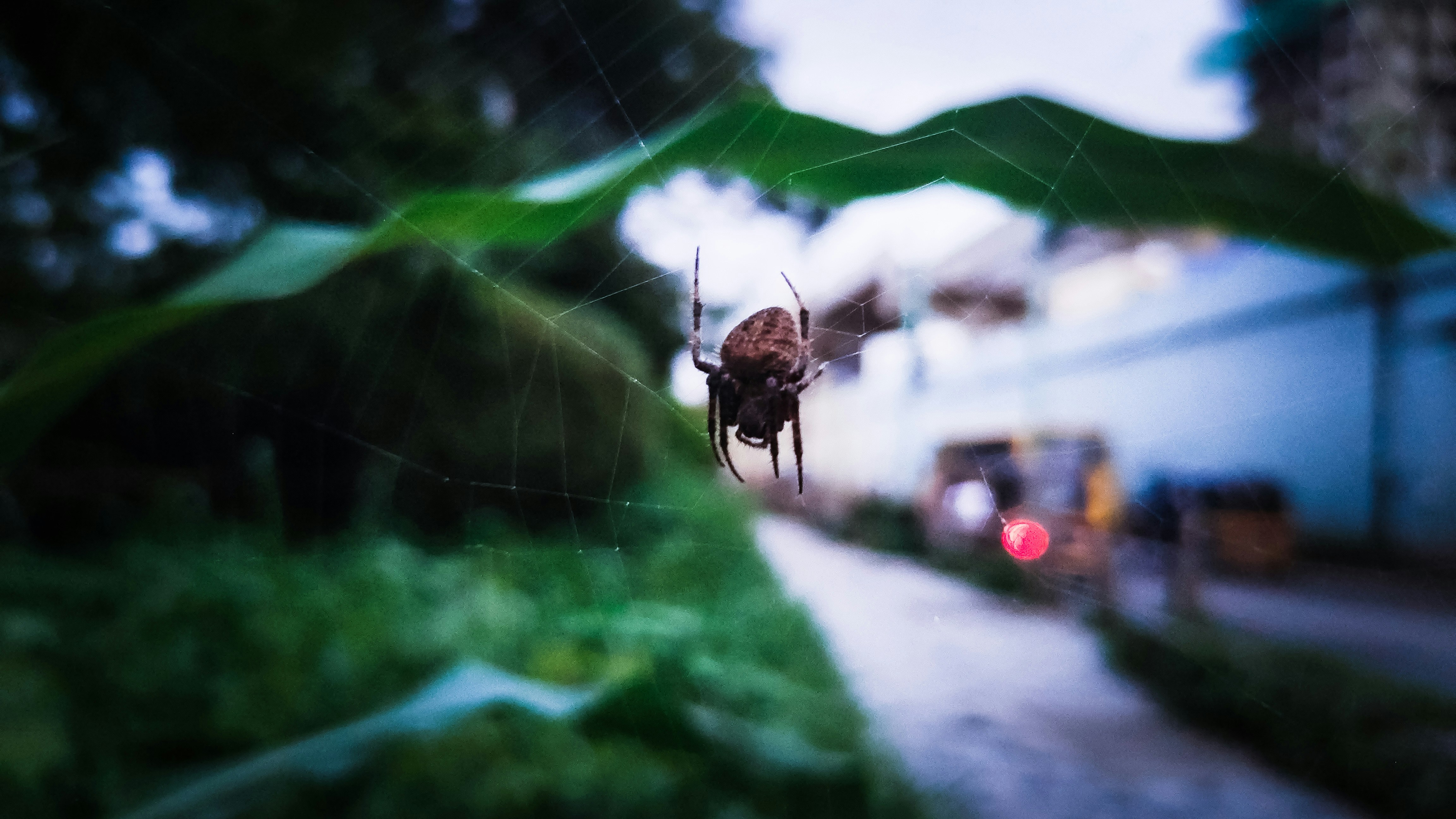 Close-up of a spider suspended in its web along a blurred outdoor backdrop, highlighting delicate silk and fine detail in low light.