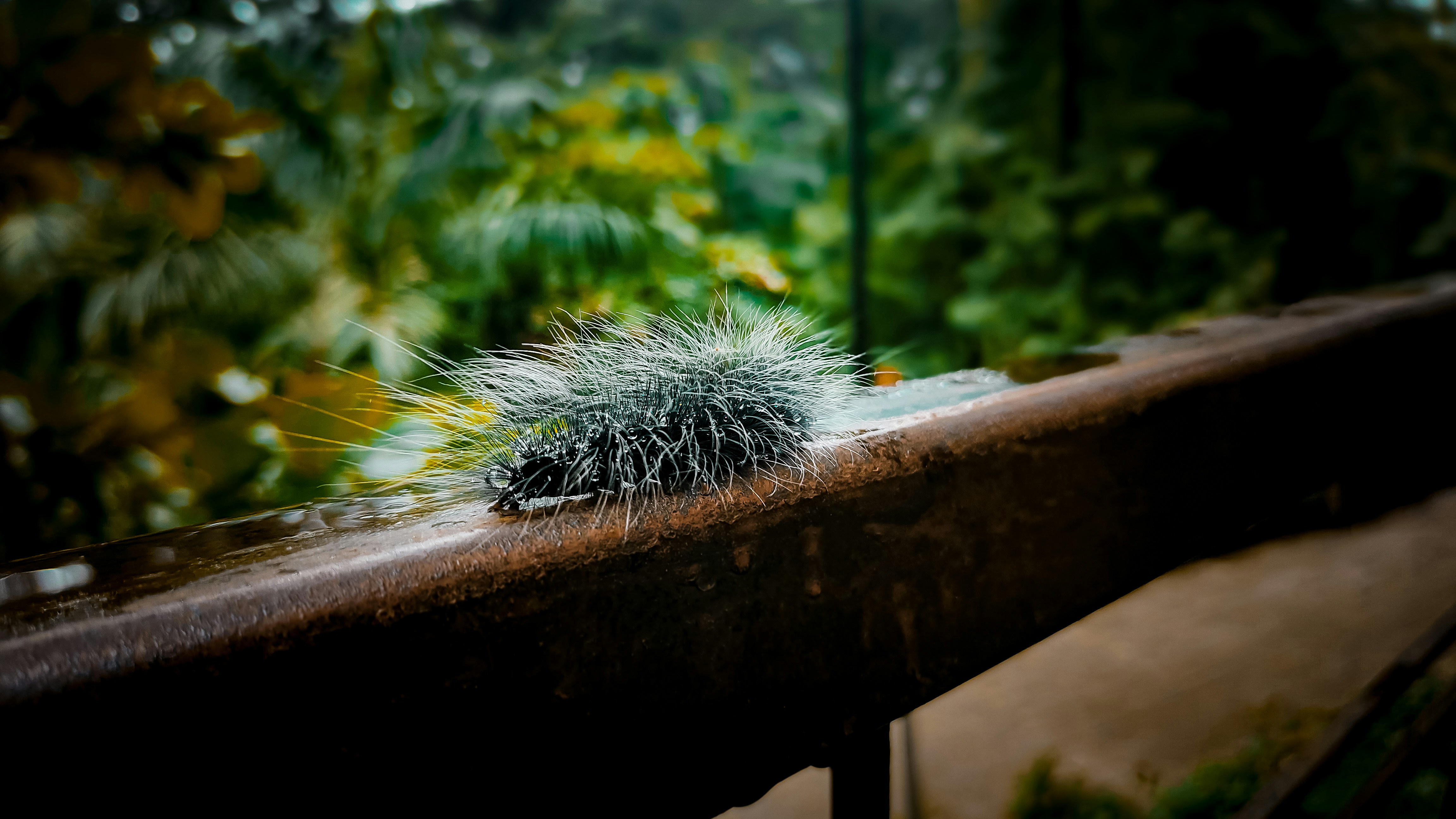 Close-up photograph of a spiky seed head perched on a weathered wooden railing with a softly blurred green garden background.
