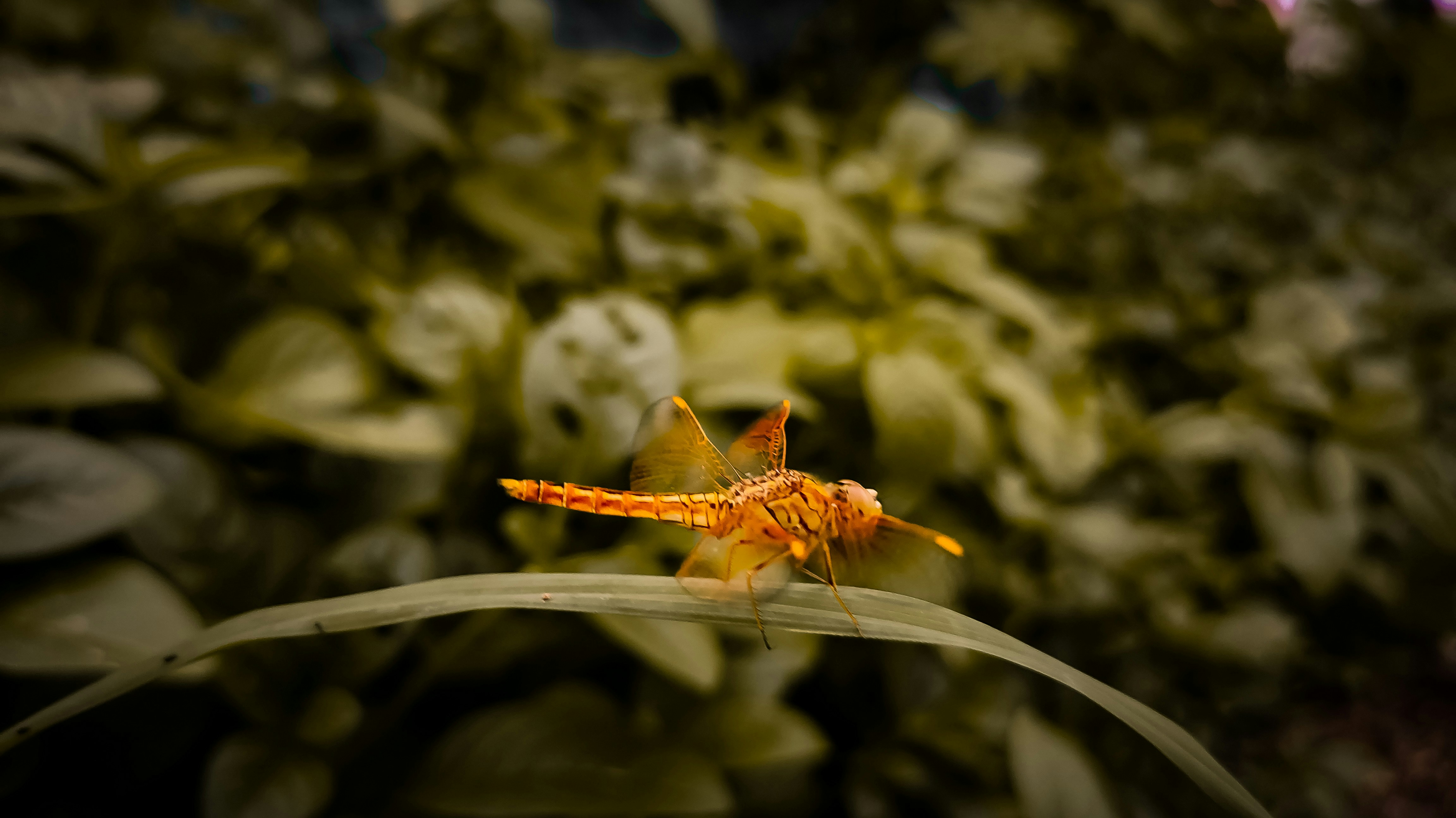 A bug on a branch photo – Free Mumbai powai Image on Unsplash