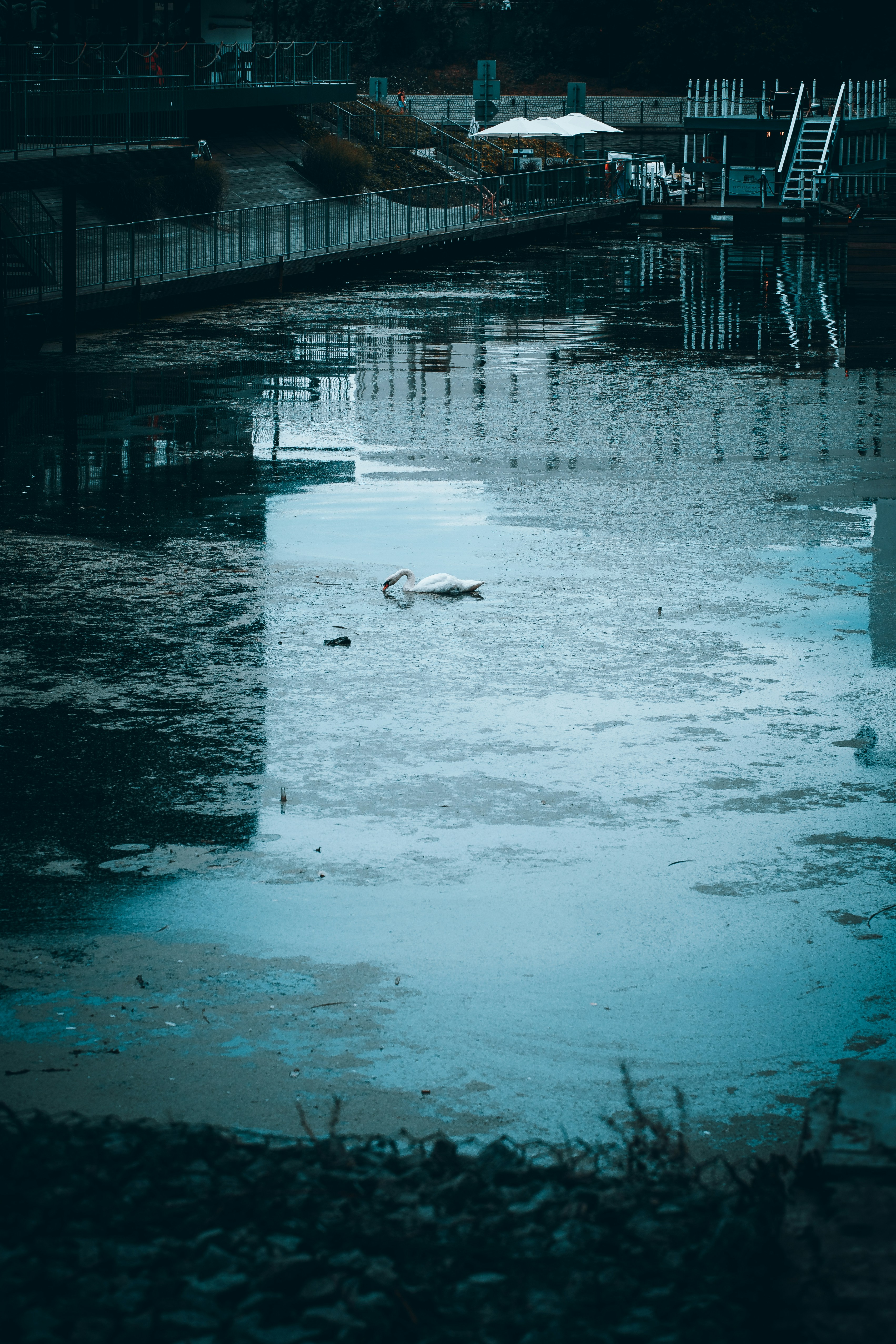 A solitary swan glides across a tranquil, murky waterway, surrounded by urban structures and reflections. The scene evokes a sense of calm in a bustling environment.