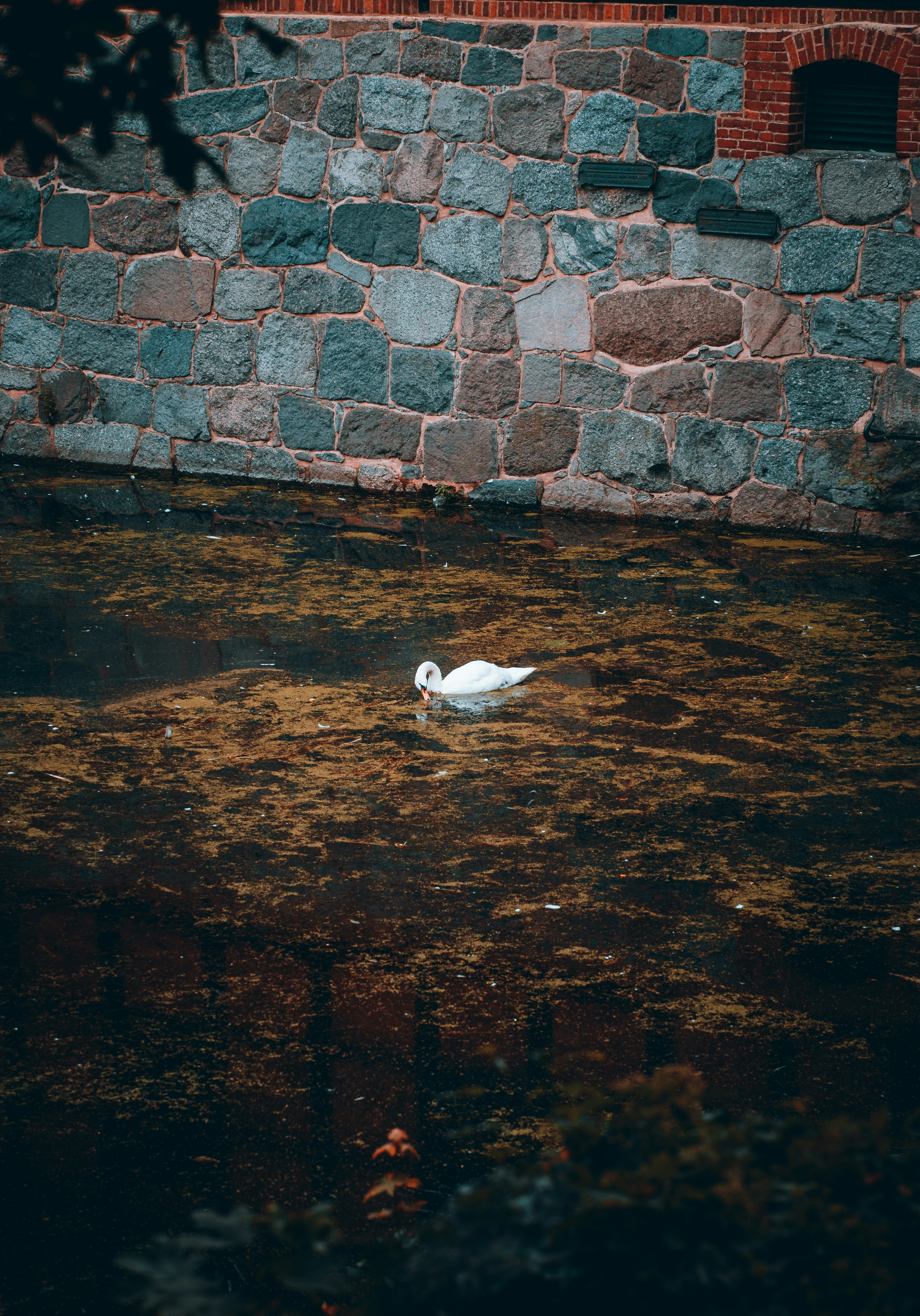 A solitary swan glides across a tranquil pond, surrounded by a mossy surface and a textured stone wall in the background.
