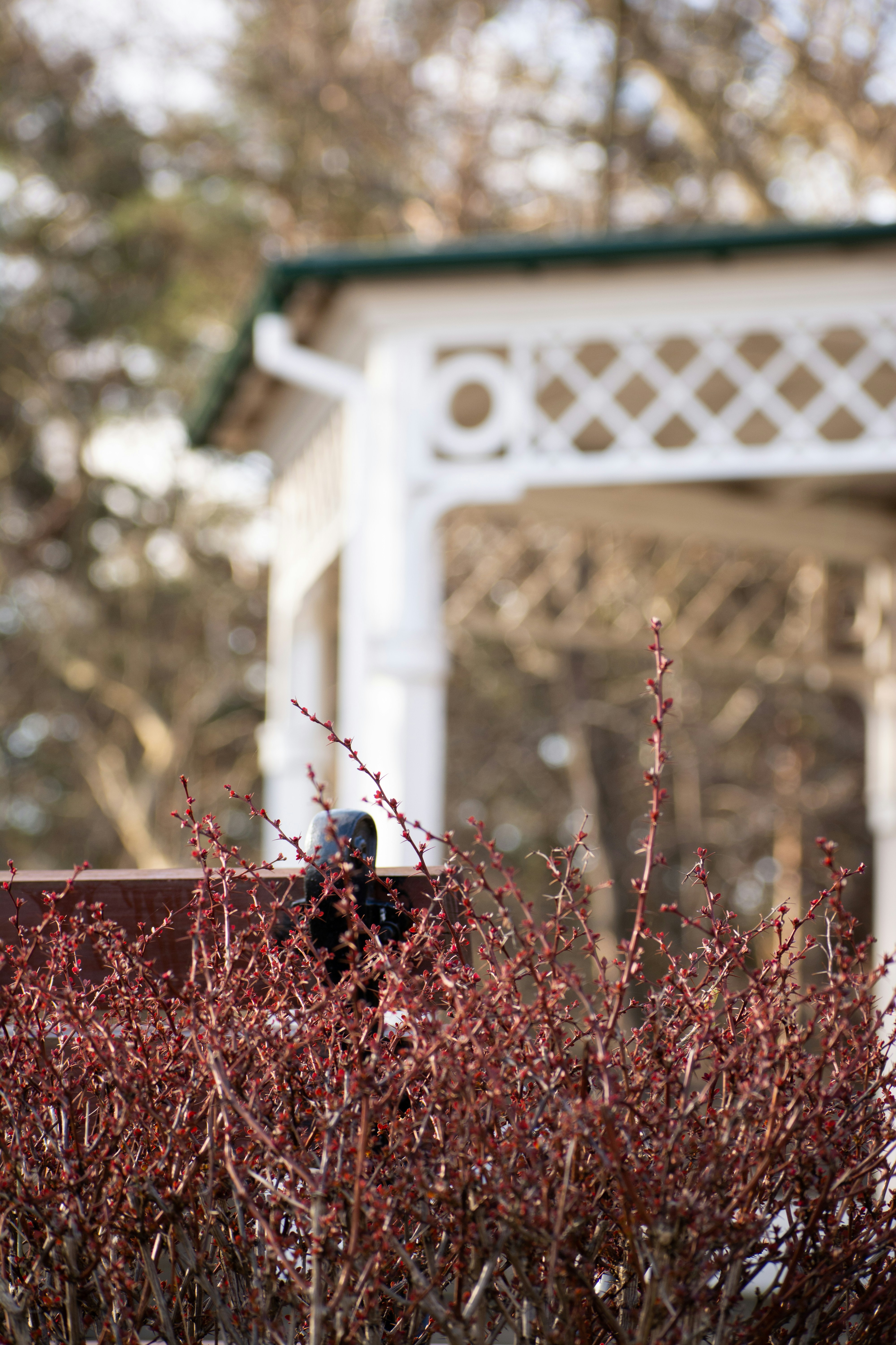 Red Branches, White Arbor: Hidden Mystery in a Garden Nook