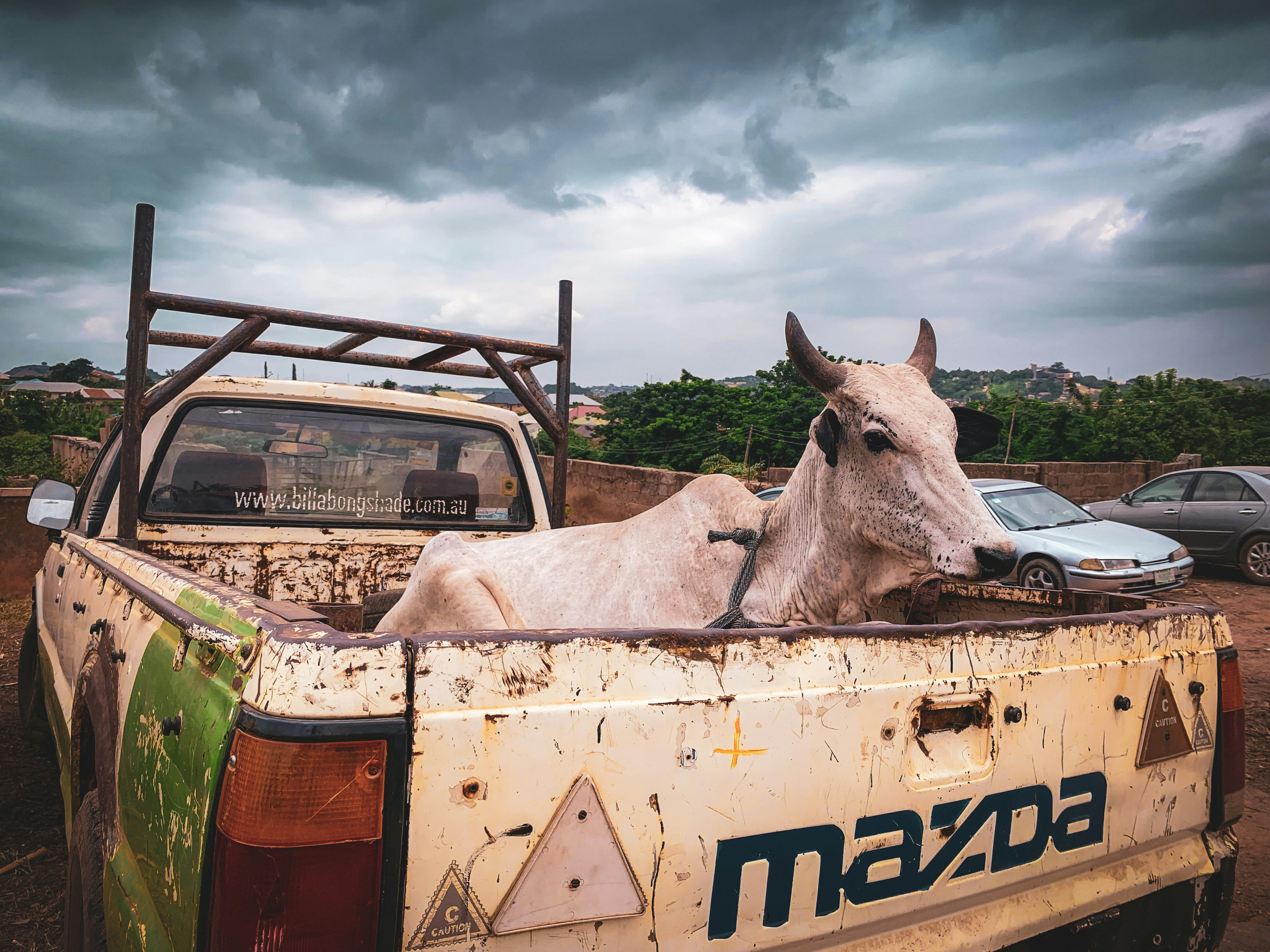 Stallion in a Weathered Mazda: Mud, Metal, and Stormy Skies