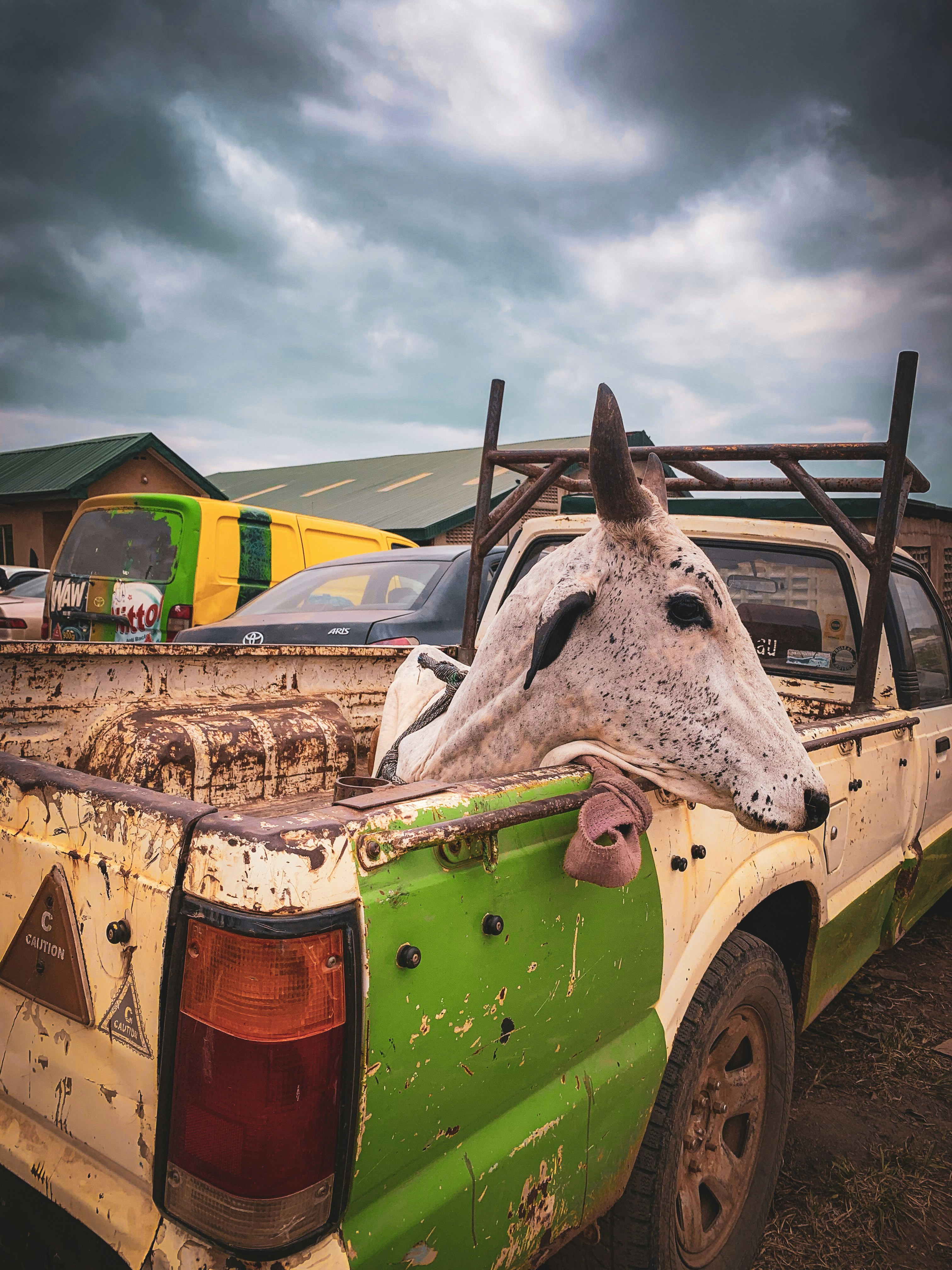 White Horse in the Back of a Muddy Pickup in a Rural Yard