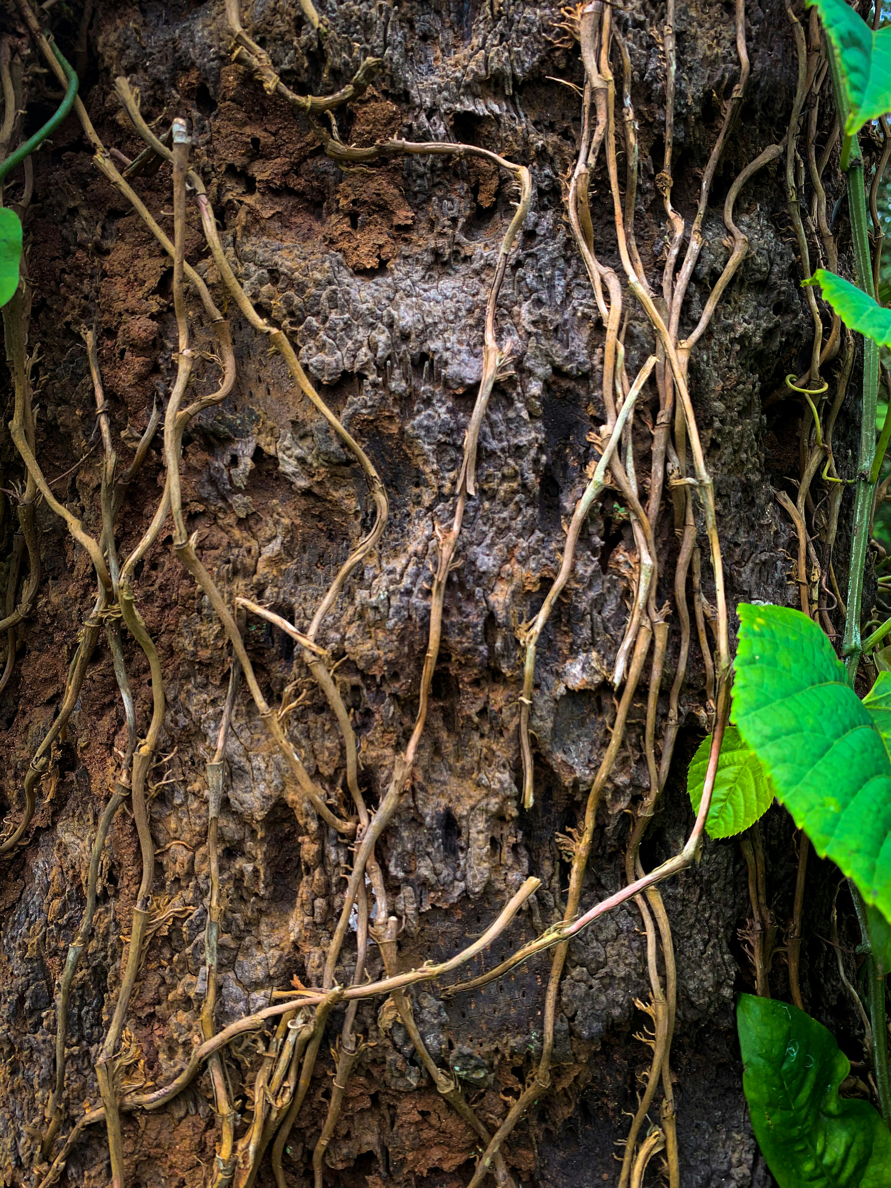 A close-up of some roots photo – Free Root Image on Unsplash